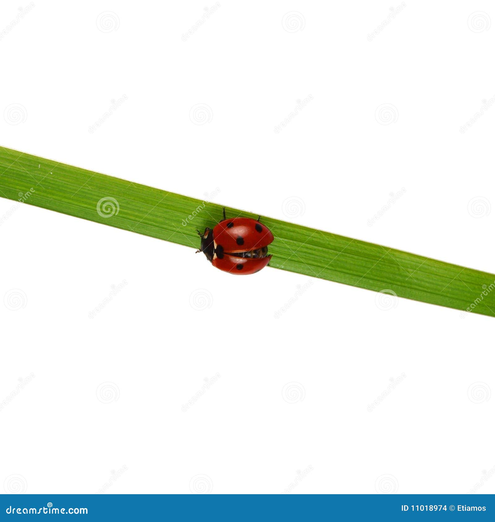 Beautiful ladybug stock photo. Image of cute, color, close - 11018974