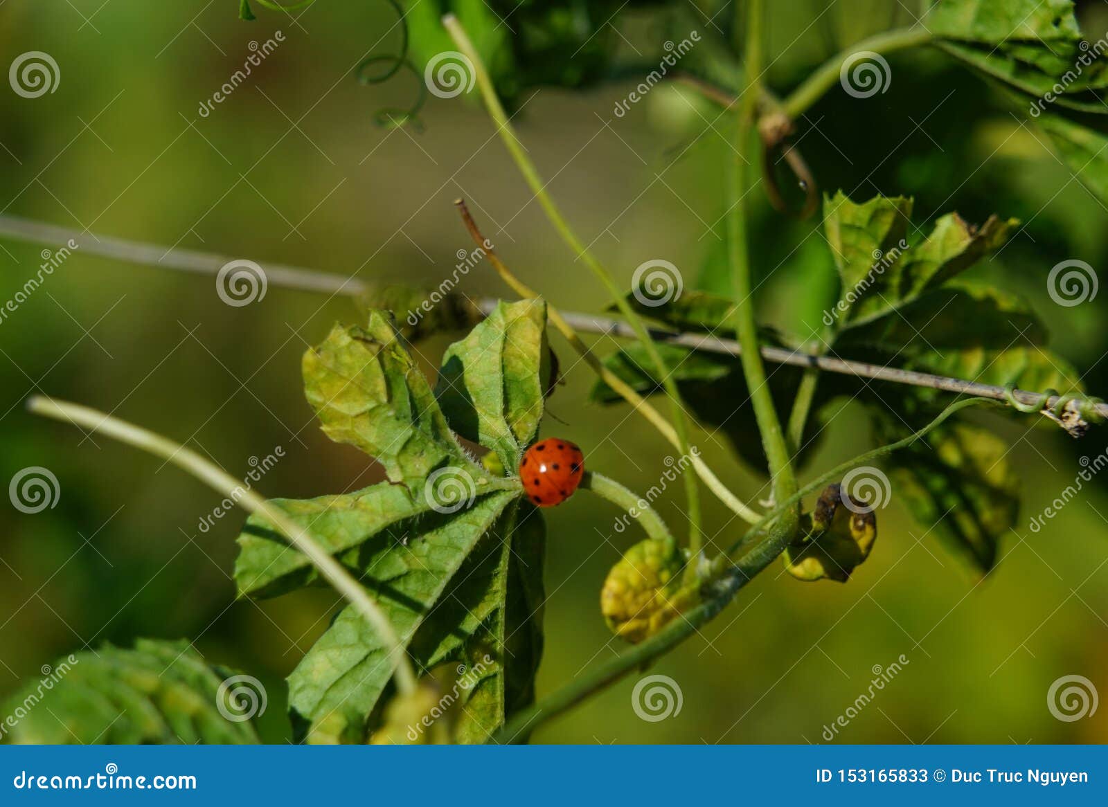A beautiful ladybug stock image. Image of harvesting - 153165833