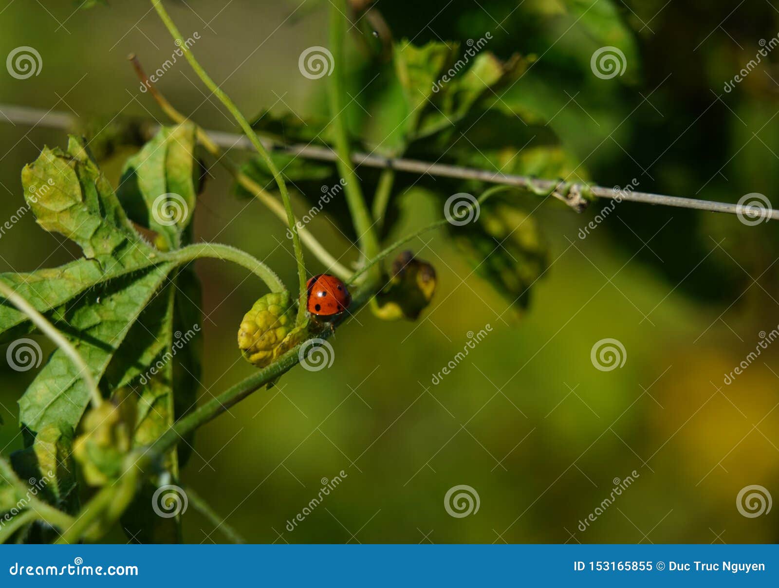 A beautiful ladybug stock image. Image of local, beetle - 153165855