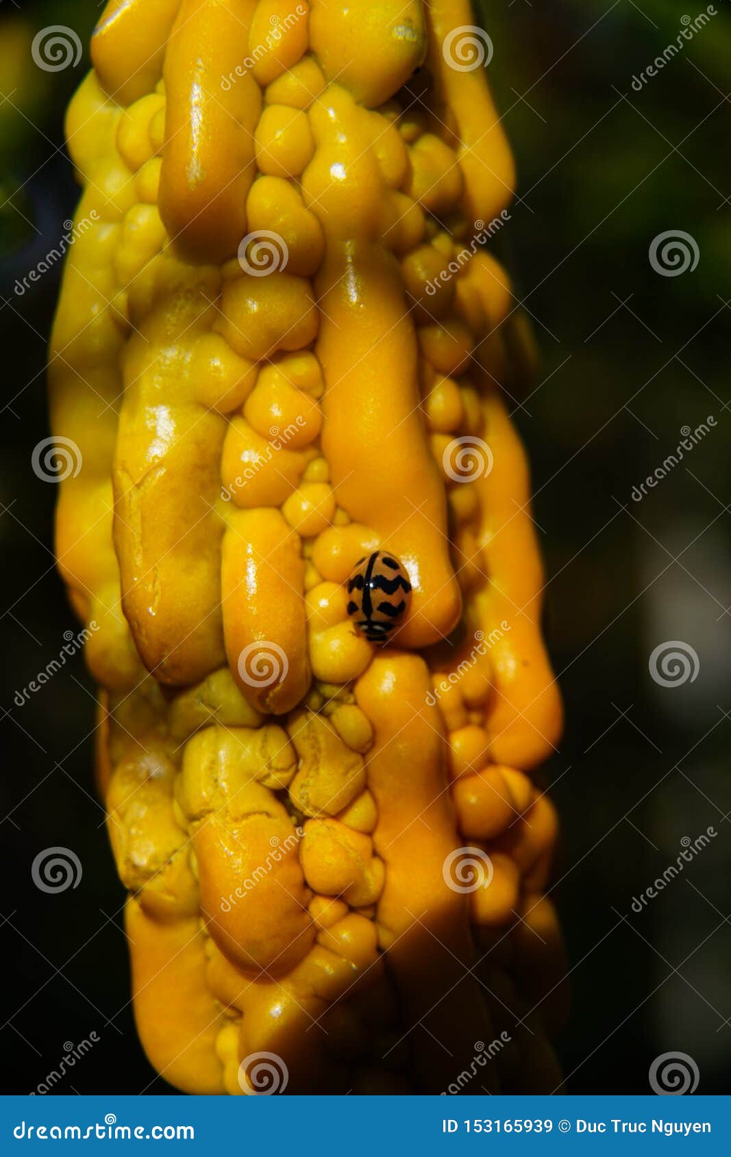 A beautiful ladybug stock image. Image of melon, season - 153165939