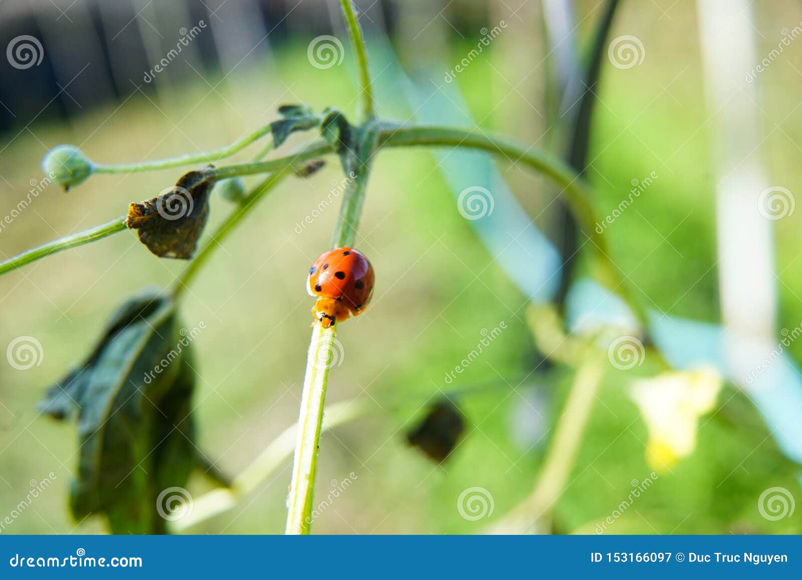 A beautiful ladybug stock image. Image of autumn, harvesting - 153166097