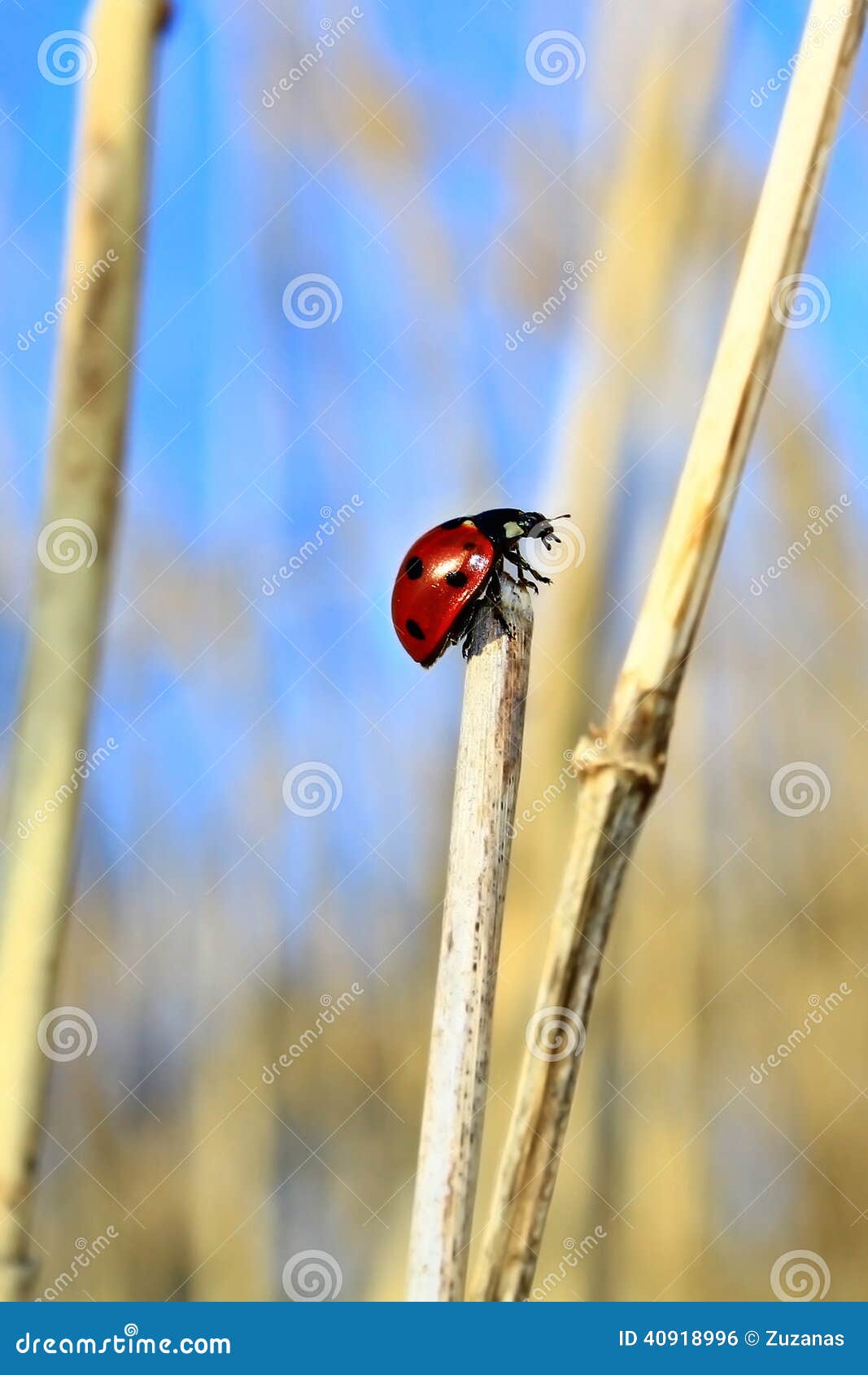 Beautiful ladybug stock photo. Image of heaven, closeup - 40918996