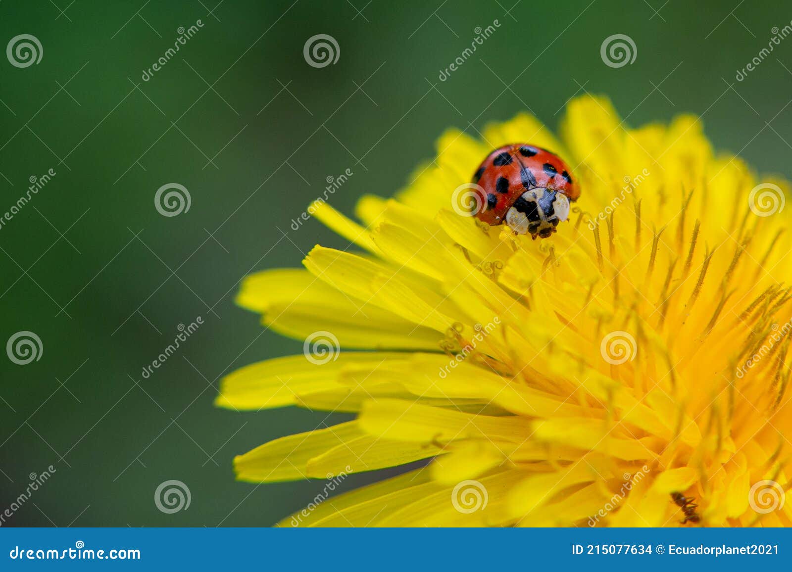 Beautiful Ladybug on a Green Leaf Stock Photo - Image of plant ...