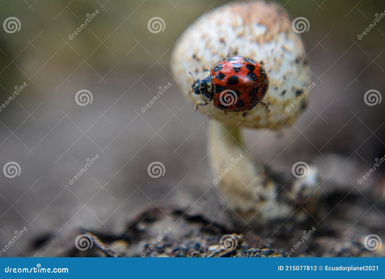 Beautiful Ladybug on the Ground Stock Photo - Image of leaf, nature ...