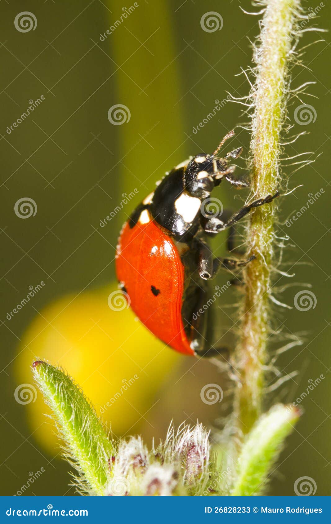 Beautiful ladybug insect stock image. Image of outdoors - 26828233