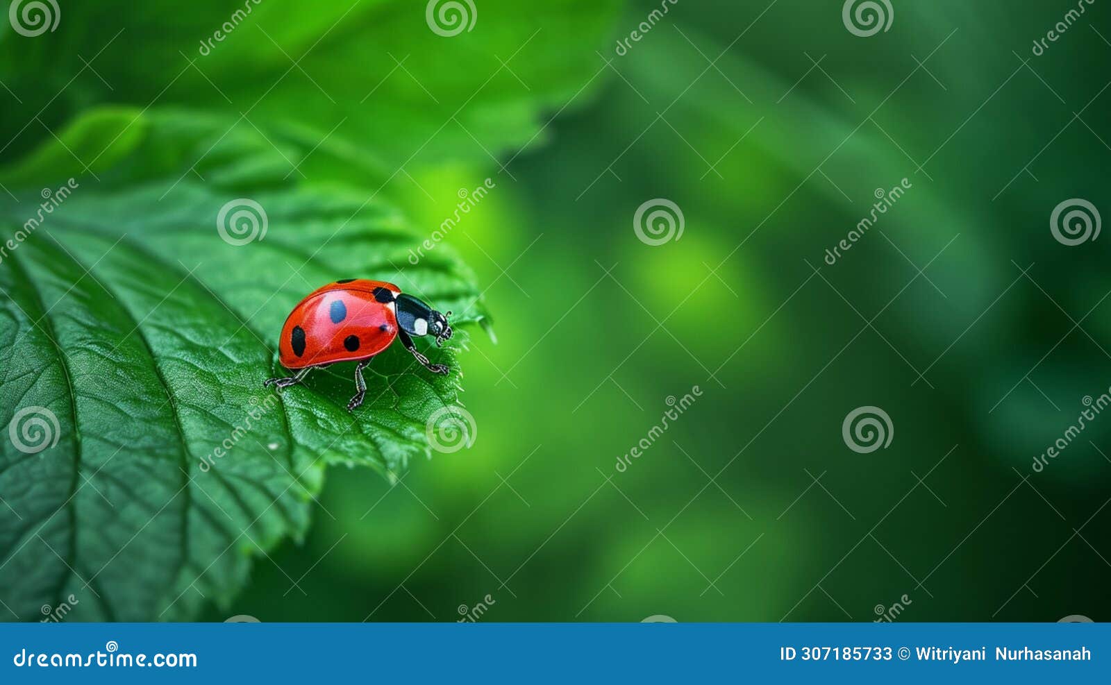 Beautiful Ladybug on Leaf Defocused Background. Macro Bugs and Insects . Generative Ai Stock ...