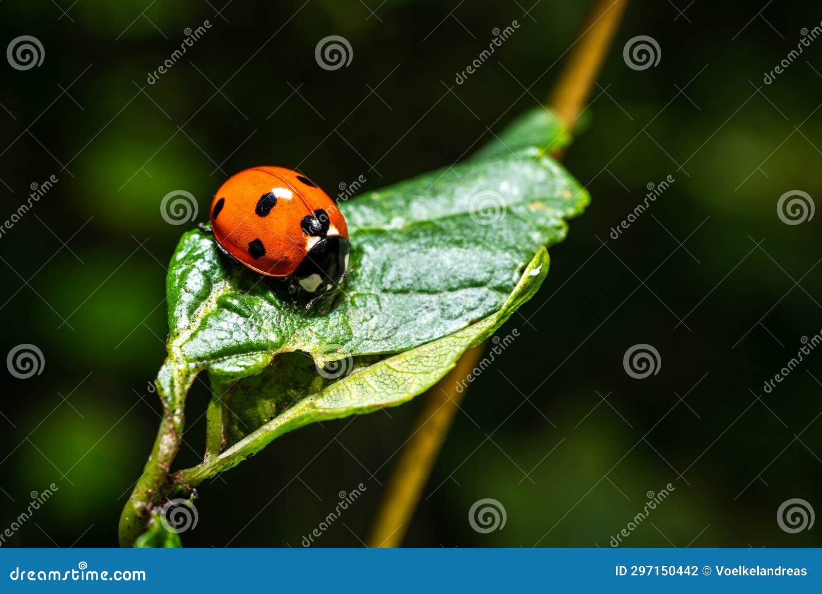 A Beautiful Ladybug on a Leaf Stock Photo - Image of green, symbol ...