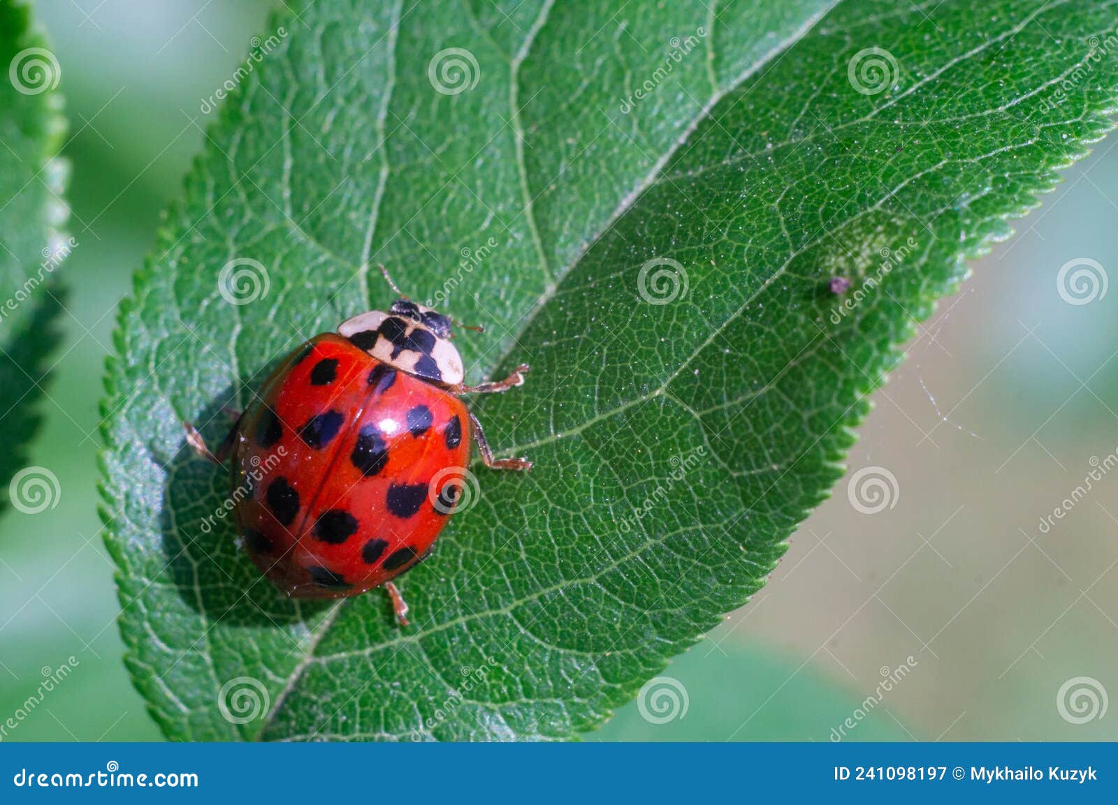 This is a Beautiful Ladybug on a Leaf. Stock Image - Image of spider ...