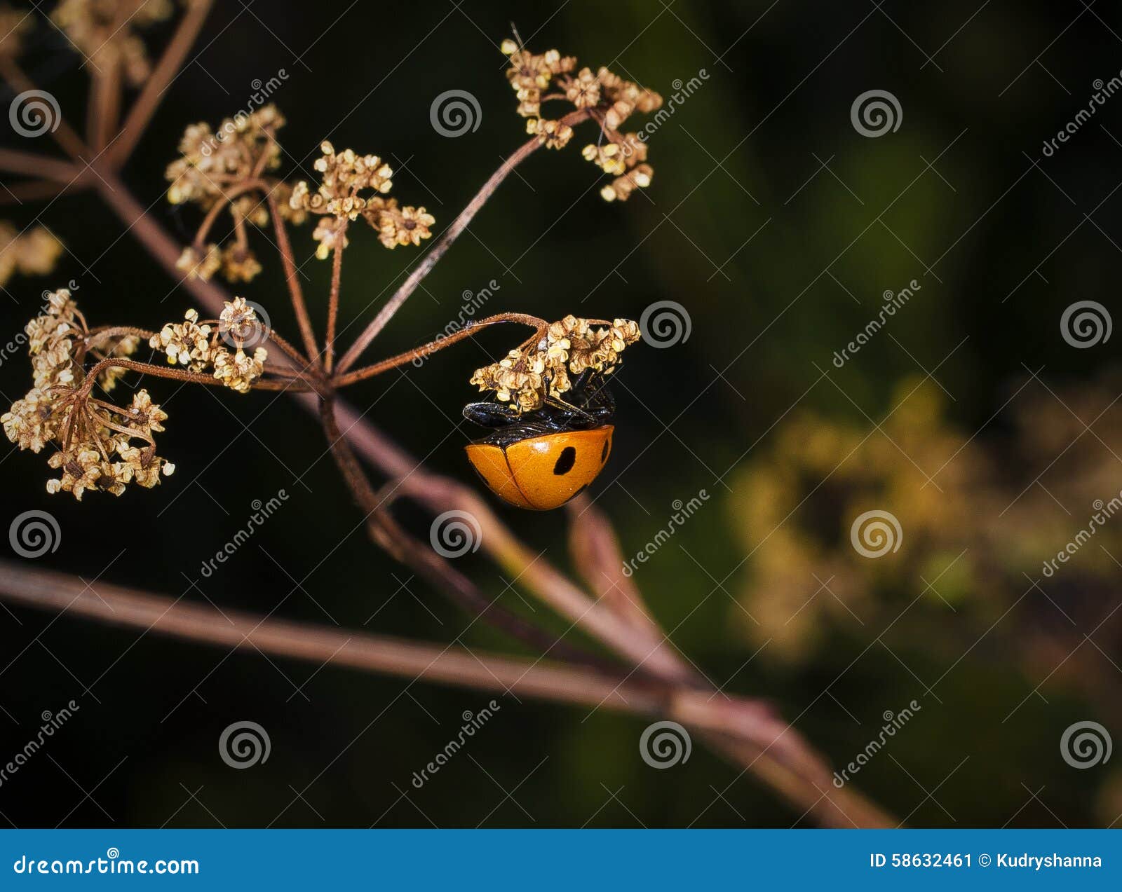 Beautiful ladybug macro stock image. Image of insects - 58632461