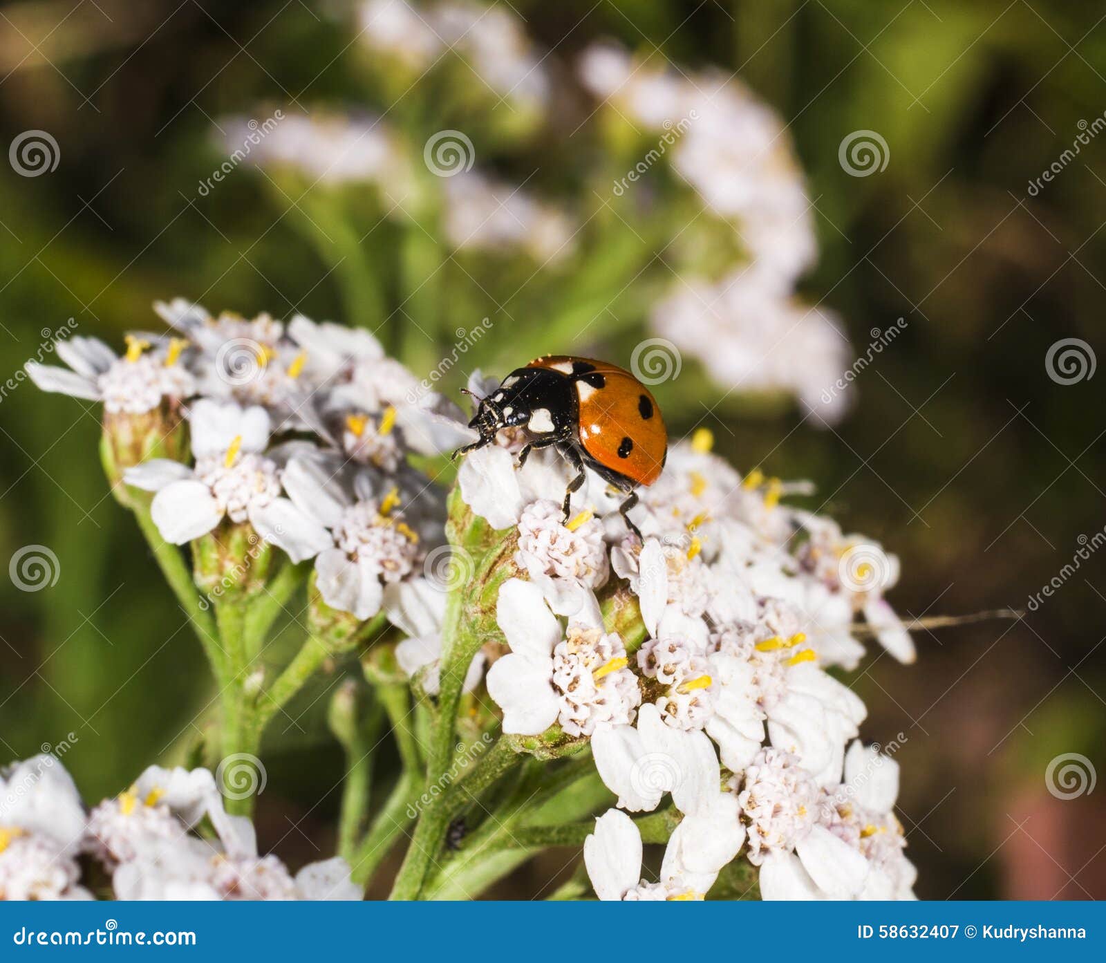 Beautiful ladybug macro stock image. Image of ladybird - 58632407