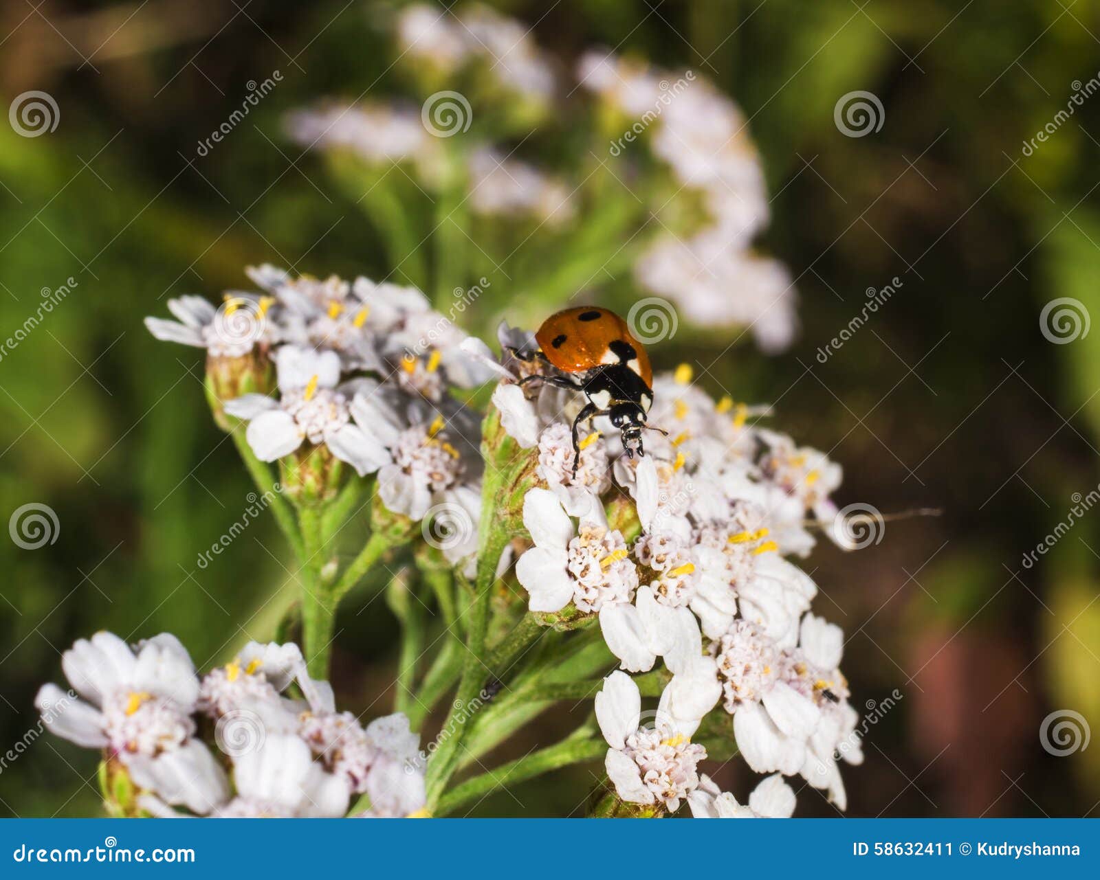 Beautiful ladybug macro stock image. Image of beautiful - 58632411