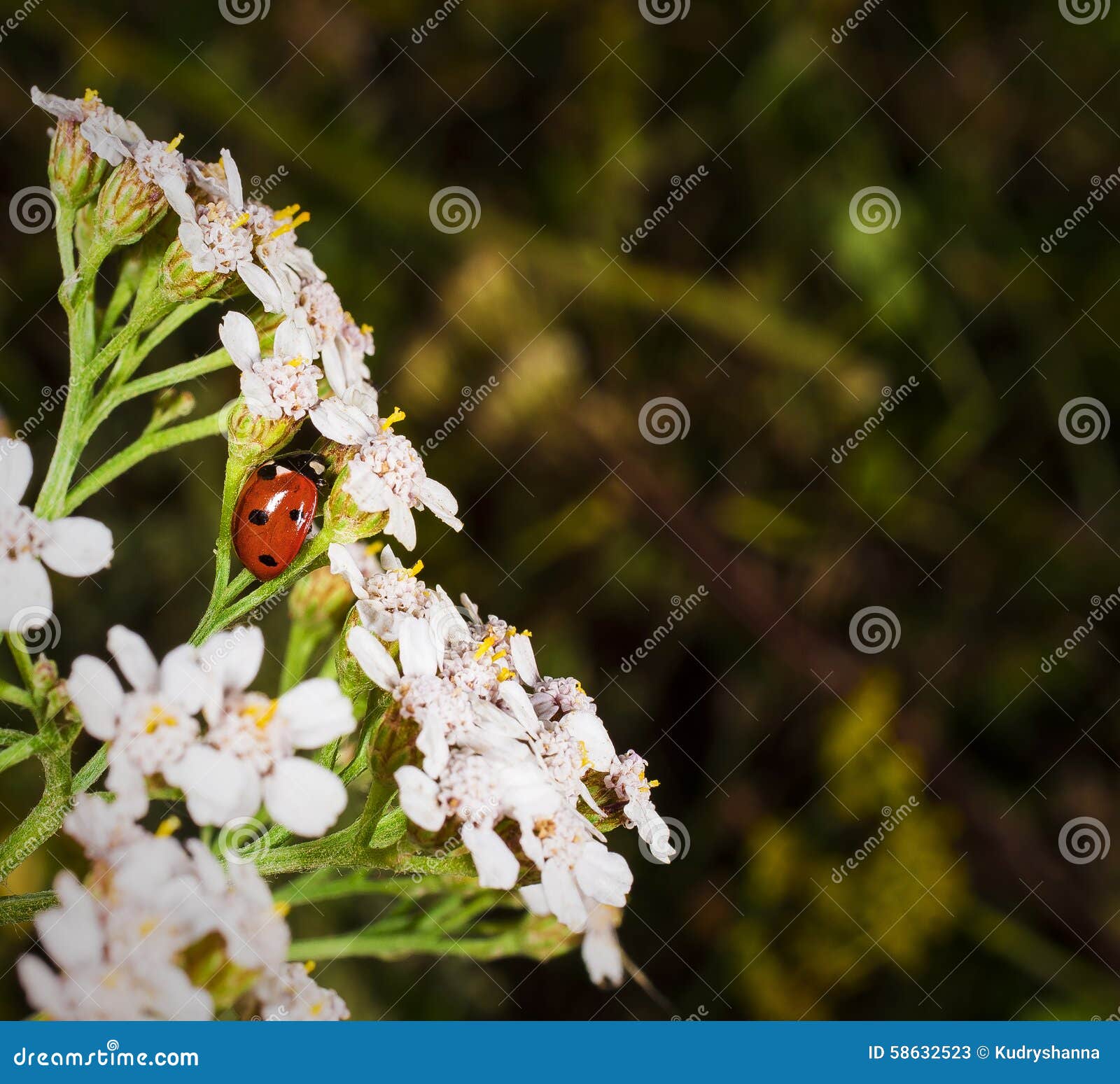 Beautiful ladybug macro stock image. Image of small, black - 58632523