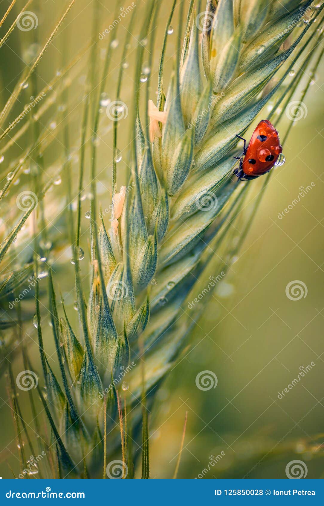Beautiful Ladybug Macro Shot on Wheat Tip in Vertical Perspective Stock ...