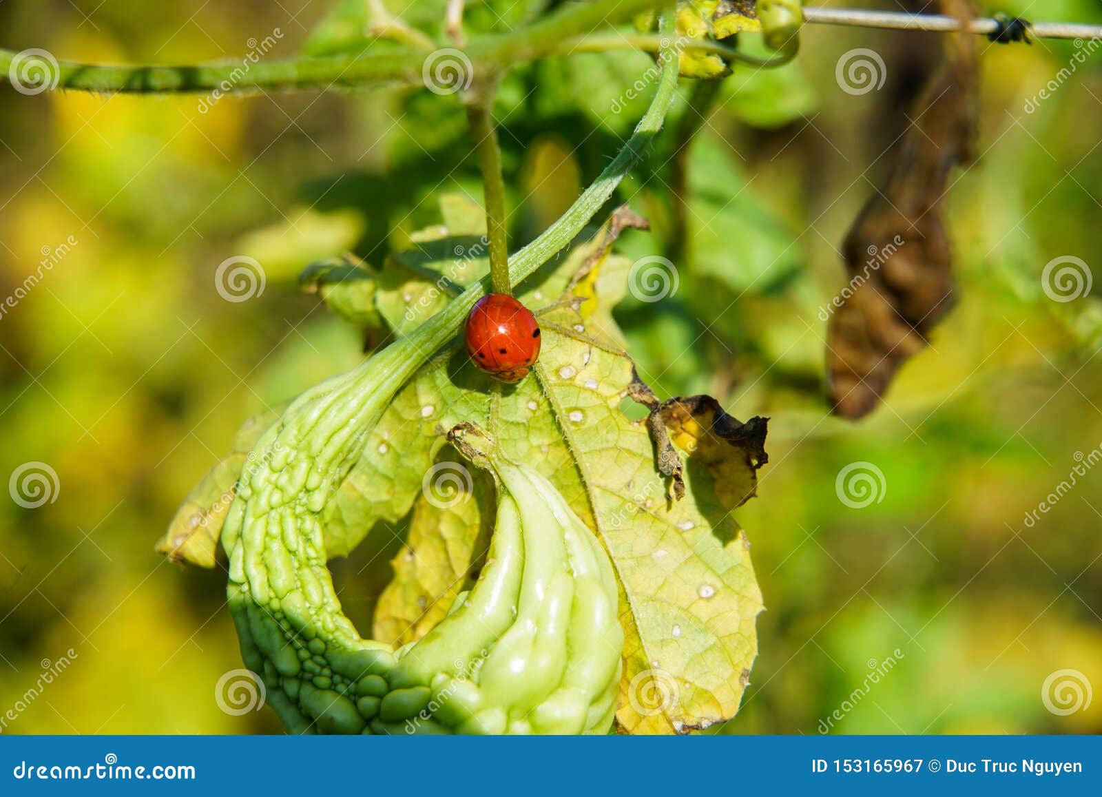 A beautiful ladybug stock image. Image of fresh, photograph - 153165967