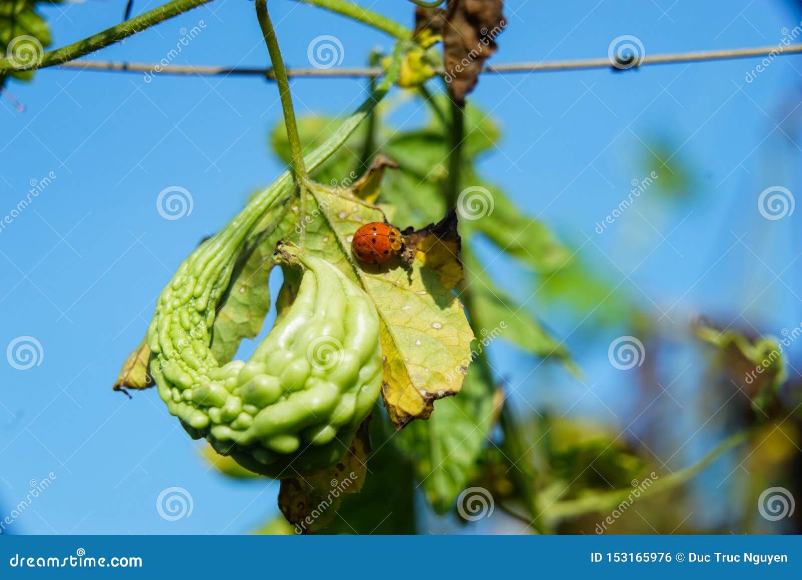 A beautiful ladybug stock photo. Image of photograph - 153165976