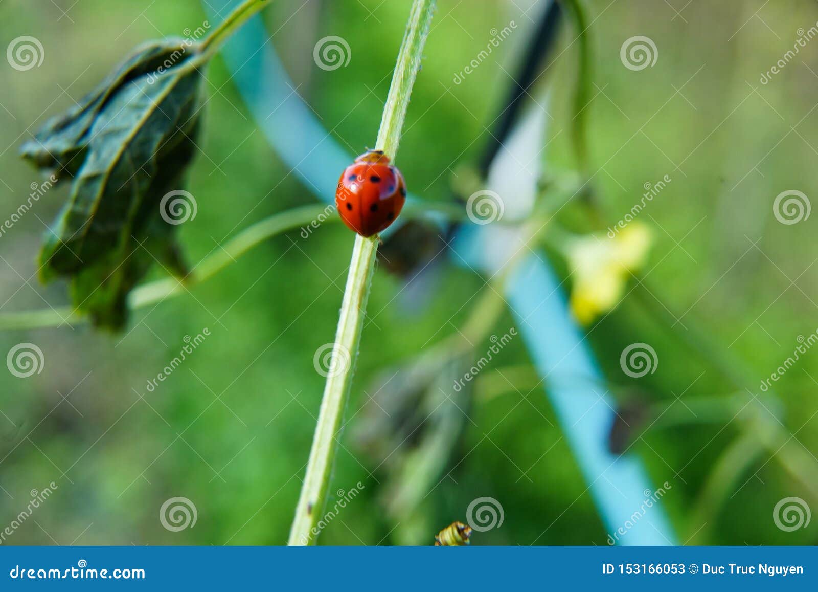 A beautiful ladybug stock image. Image of bitter, melon - 153166053
