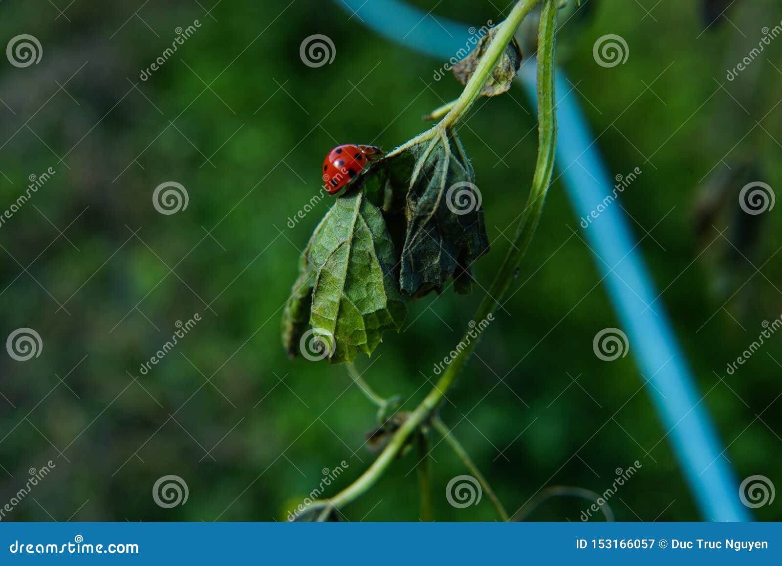 A beautiful ladybug stock image. Image of fresh, passion - 153166057