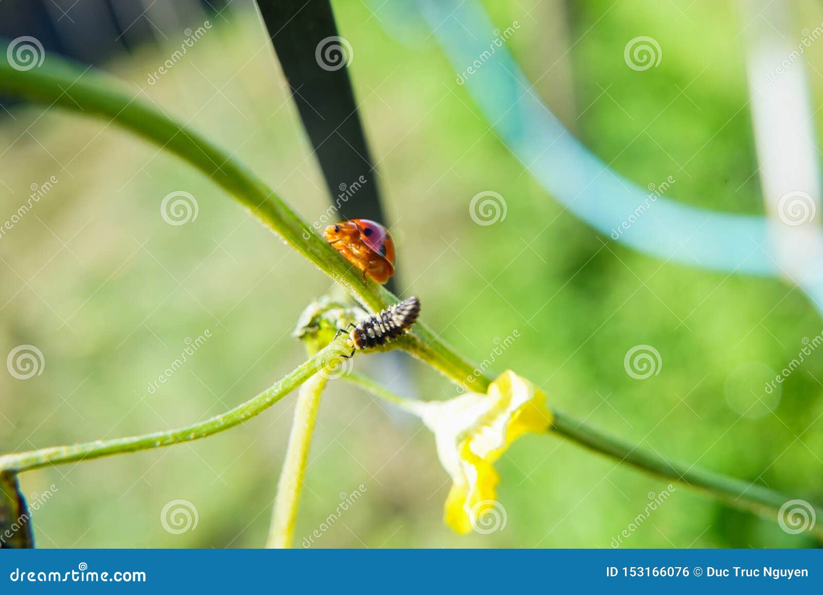 A beautiful ladybug stock photo. Image of healthy, melon - 153166076