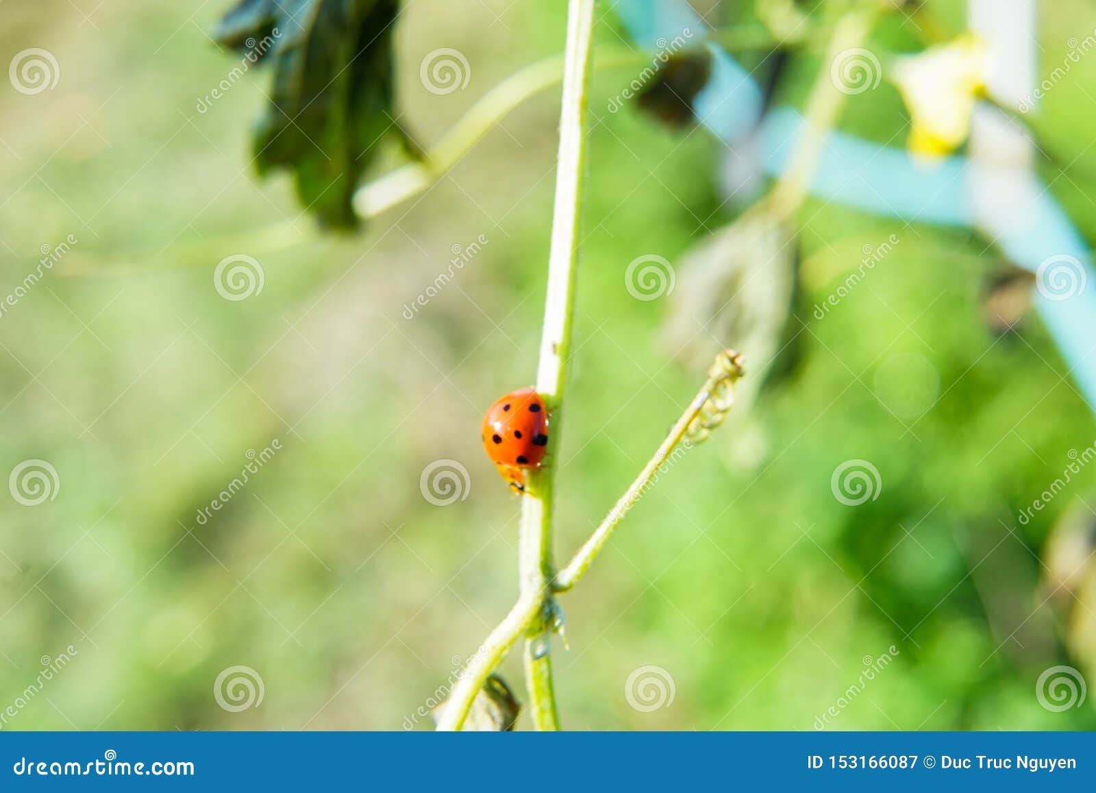 A beautiful ladybug stock image. Image of melon, season - 153166087