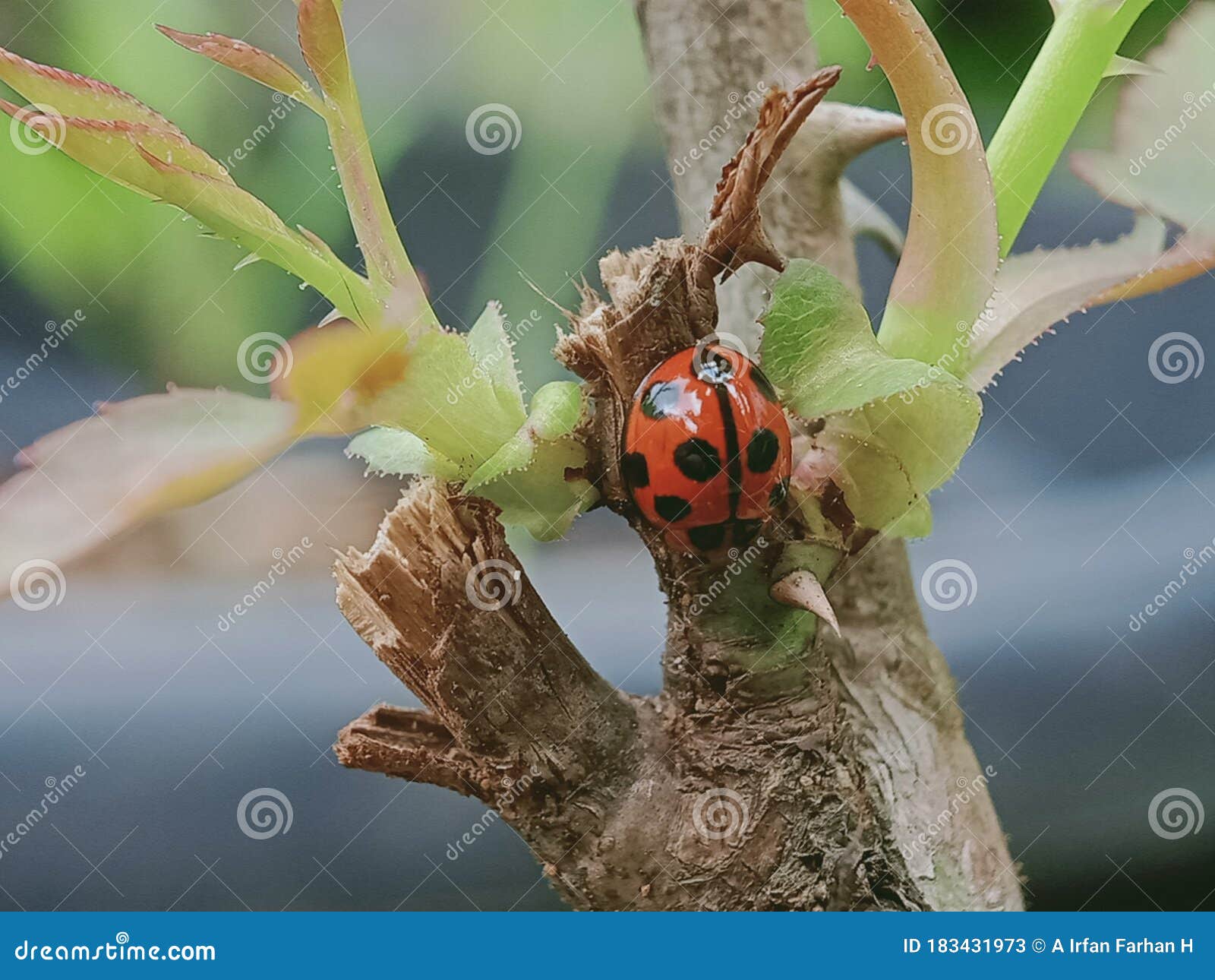 Beautiful Ladybug on a Rose Tree Stock Image - Image of plant, produce ...