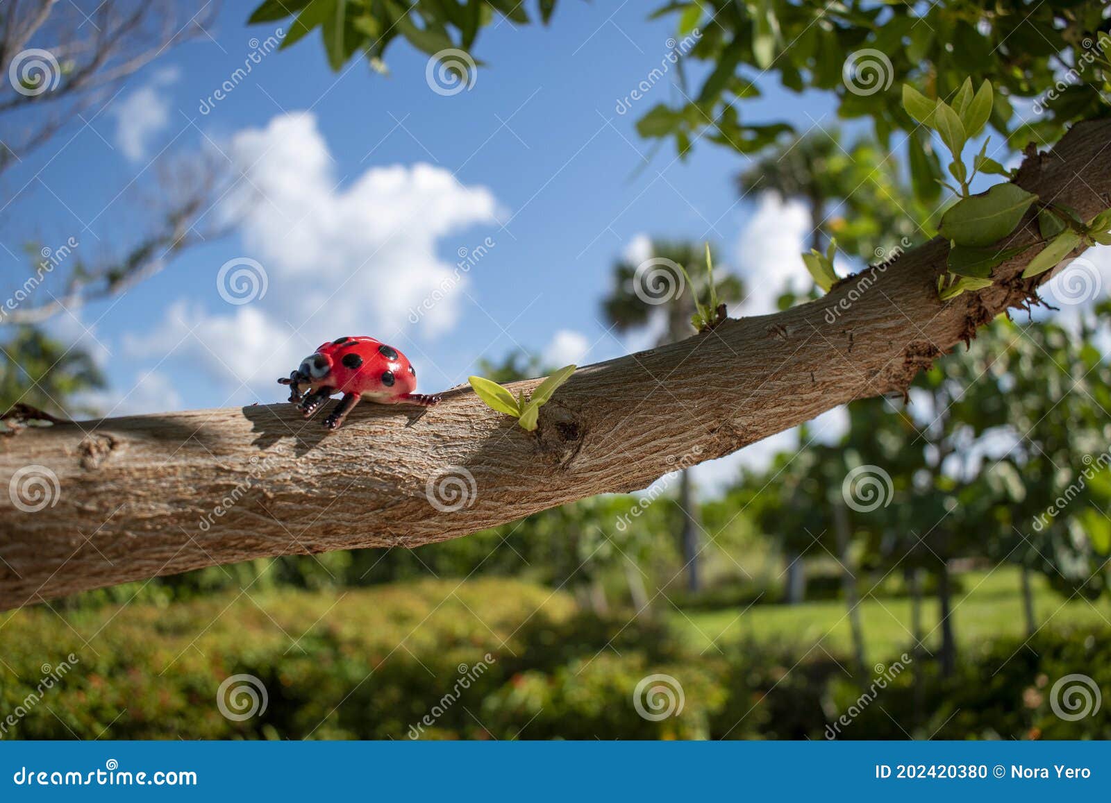 Beautiful Ladybug on the Tree Trunk Stock Photo - Image of concept ...