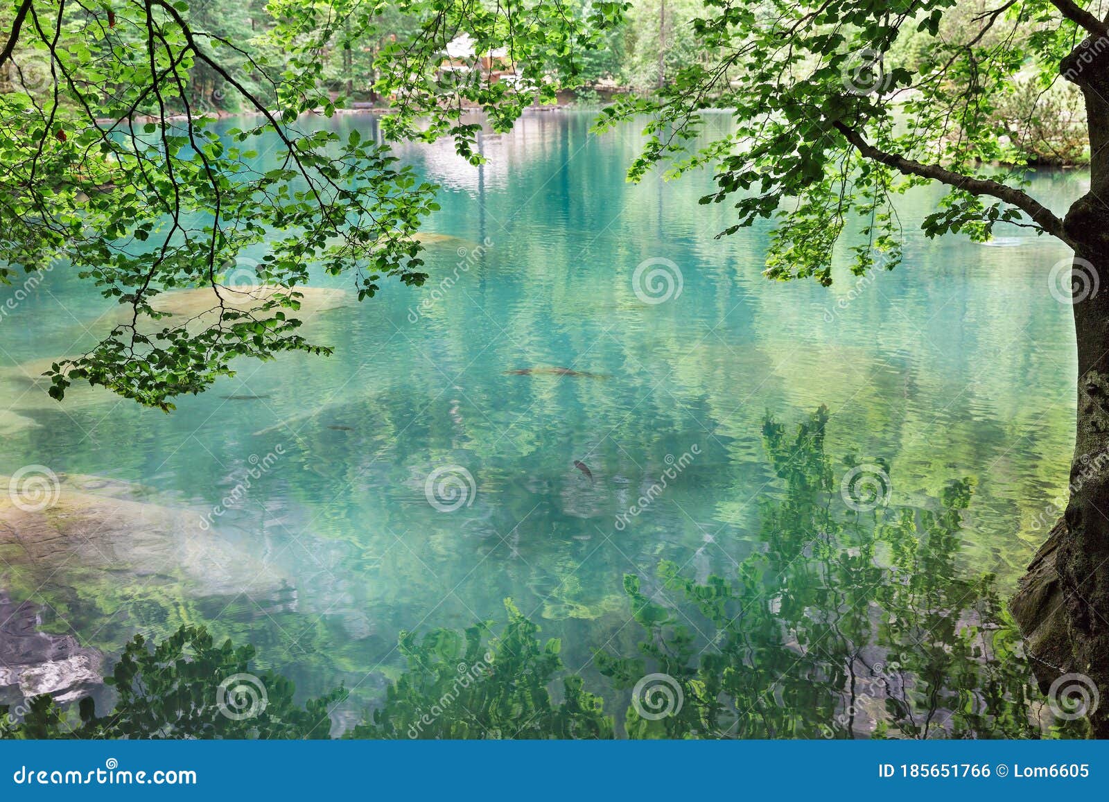 Lake Blausee in Switzerland Stock Photo - Image of bern, outdoor: 185651766