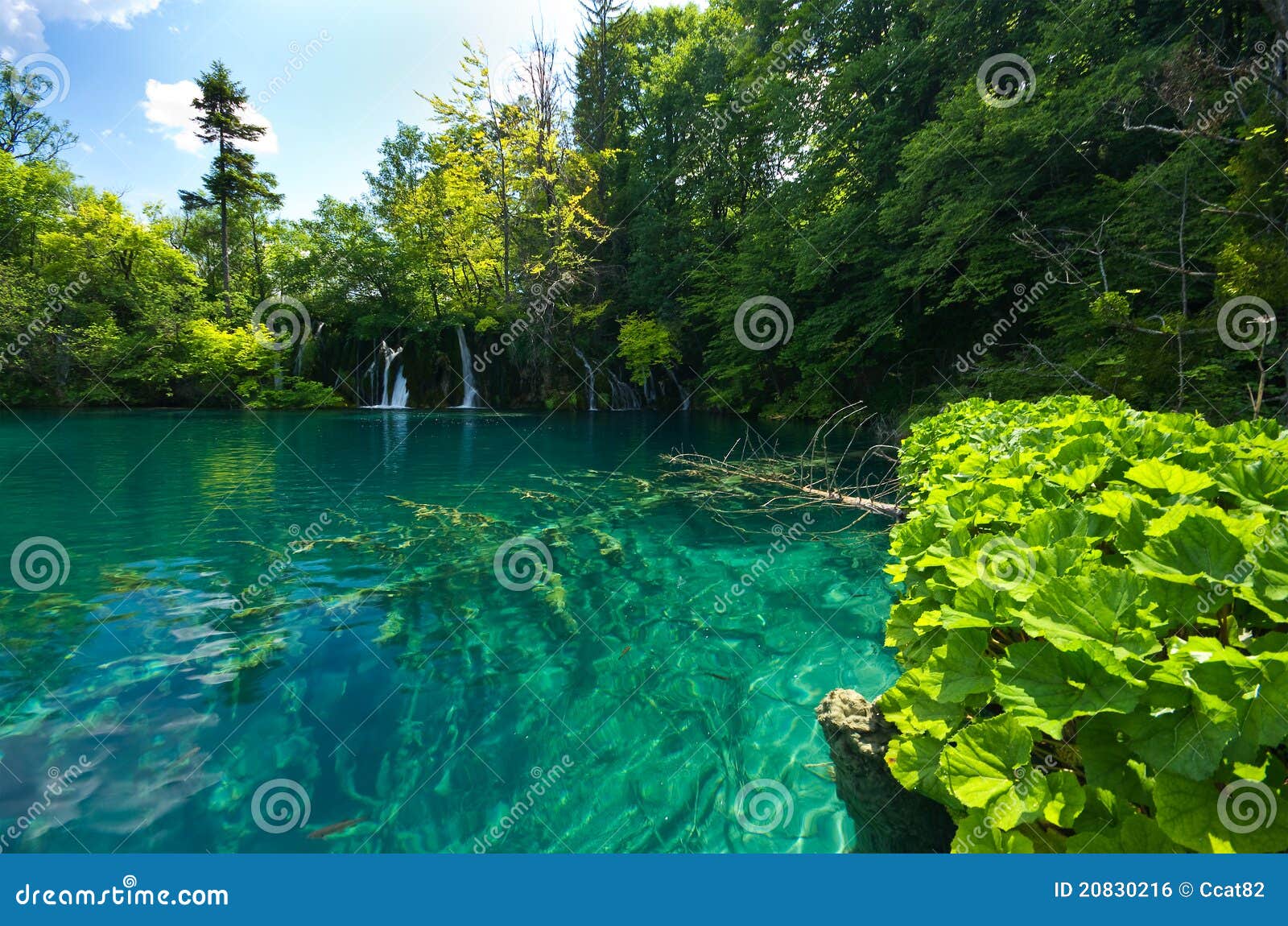 Beautiful lake in forest stock photo. Image of beauty - 20830216