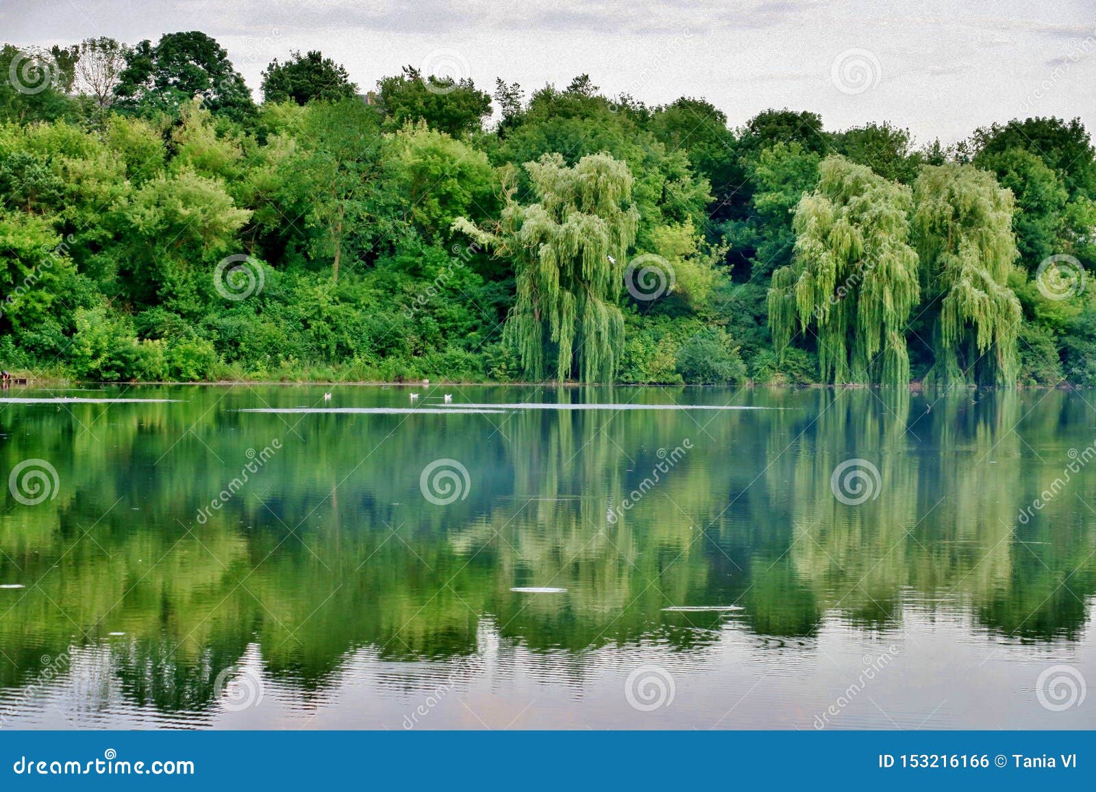 Beautiful Lake with Green Trees Whose Branches Fall into the Water ...