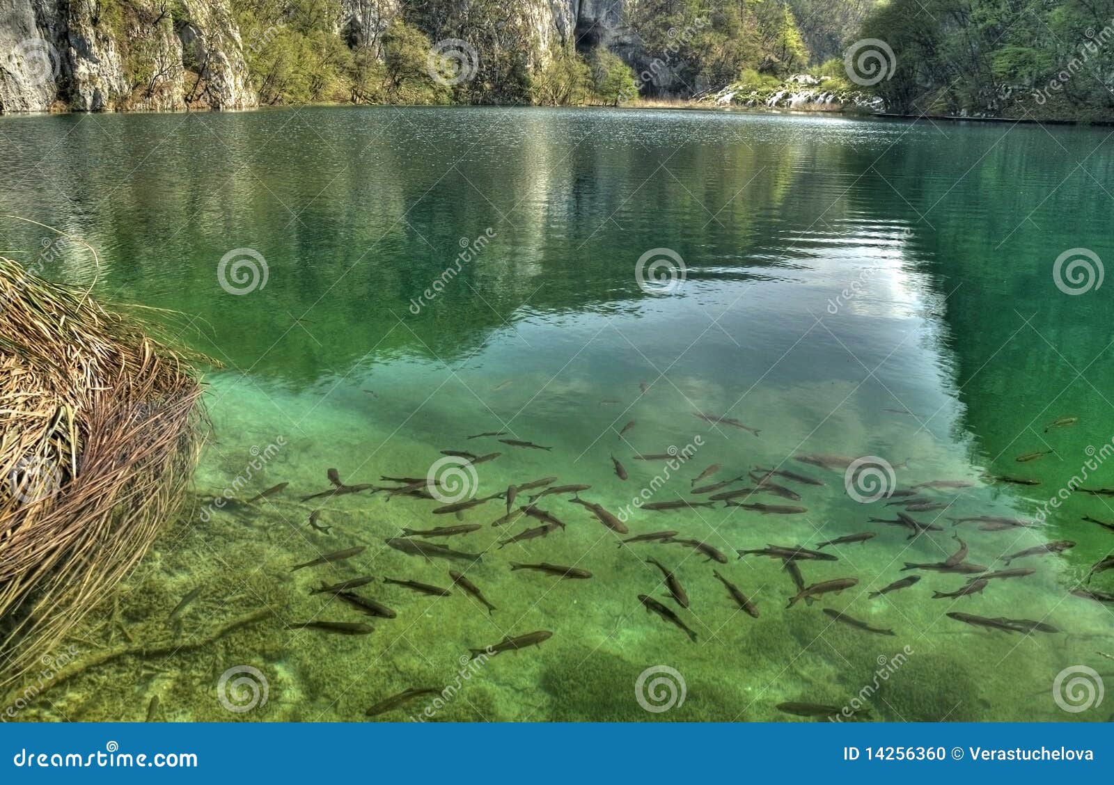 Beautiful Lake with Lot of Fish Stock Photo - Image of fluid, forest ...