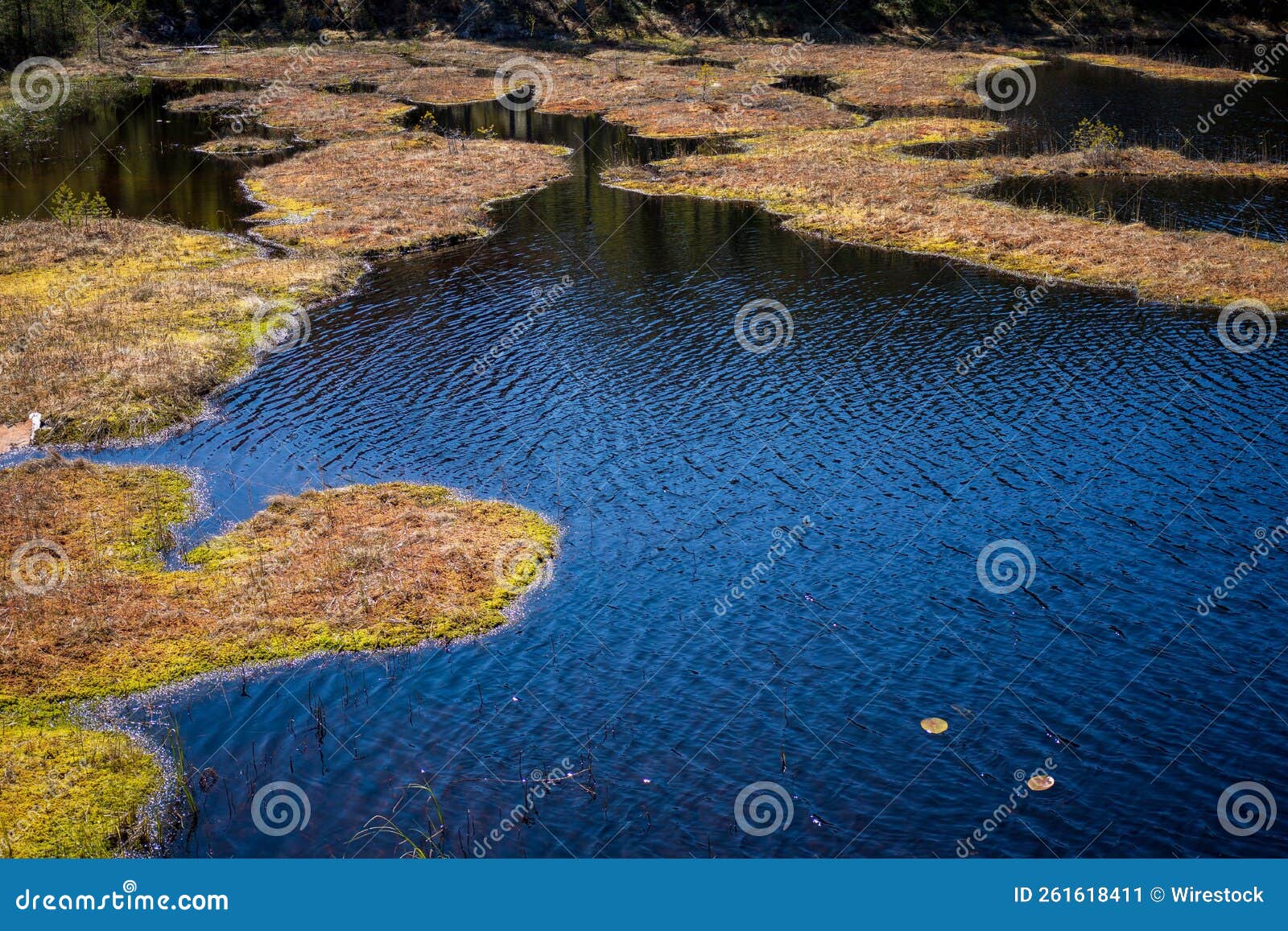 Beautiful Lake Overgrown with Algae Under the Rays of the Sun Stock ...