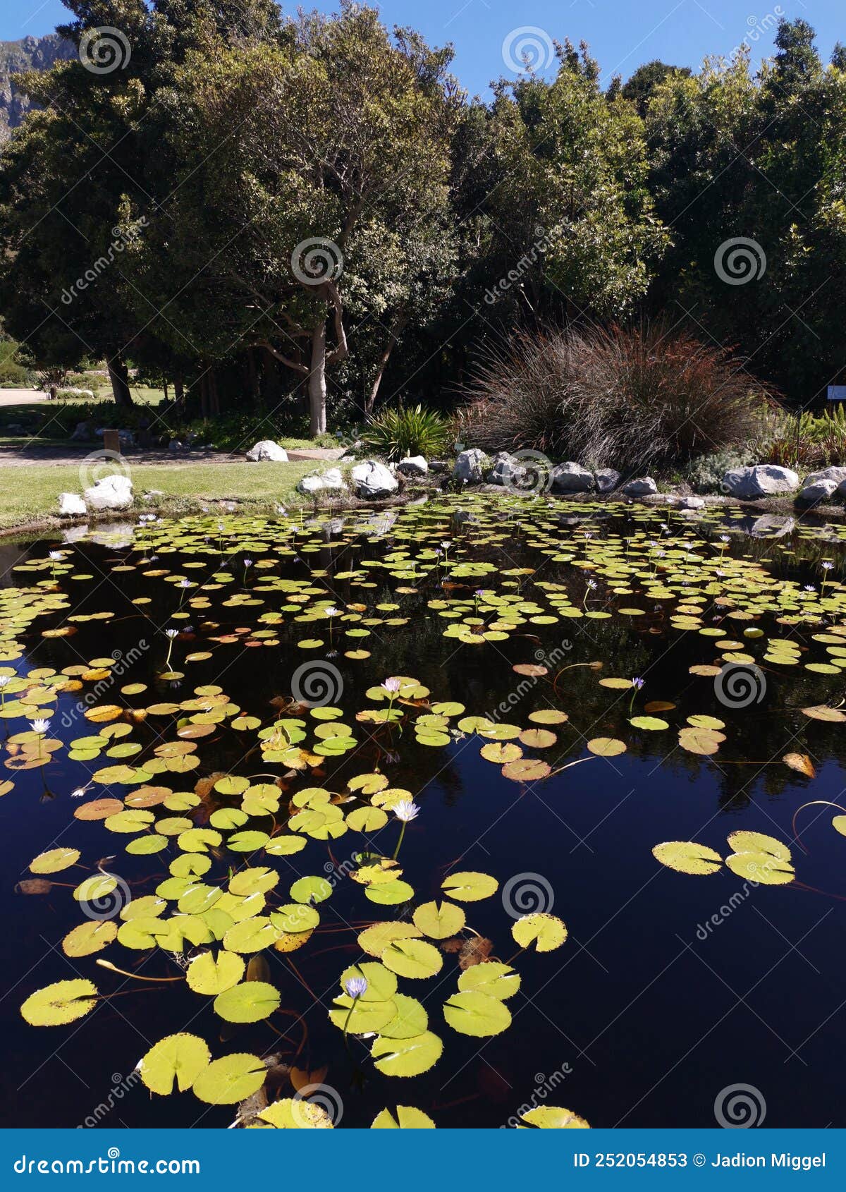 Beautiful lake portrait stock image. Image of portrait - 252054853