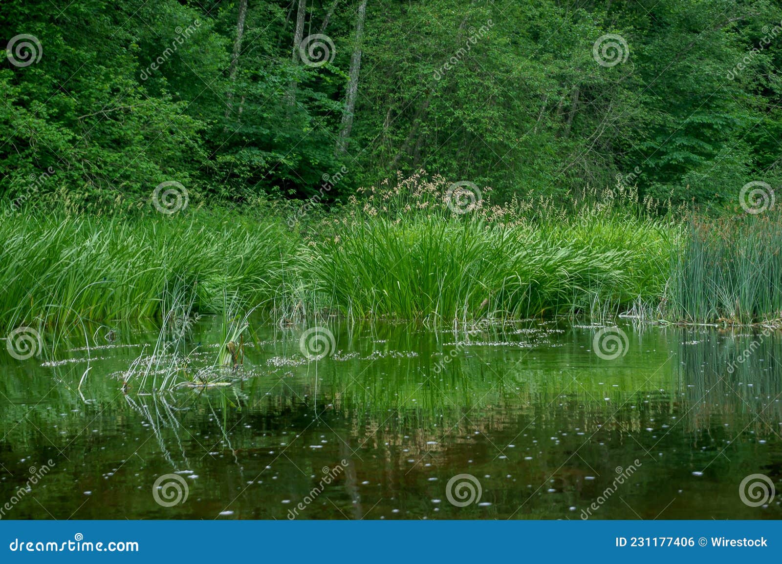 Beautiful Lake Surrounded by Green Trees in Spring Stock Photo - Image ...