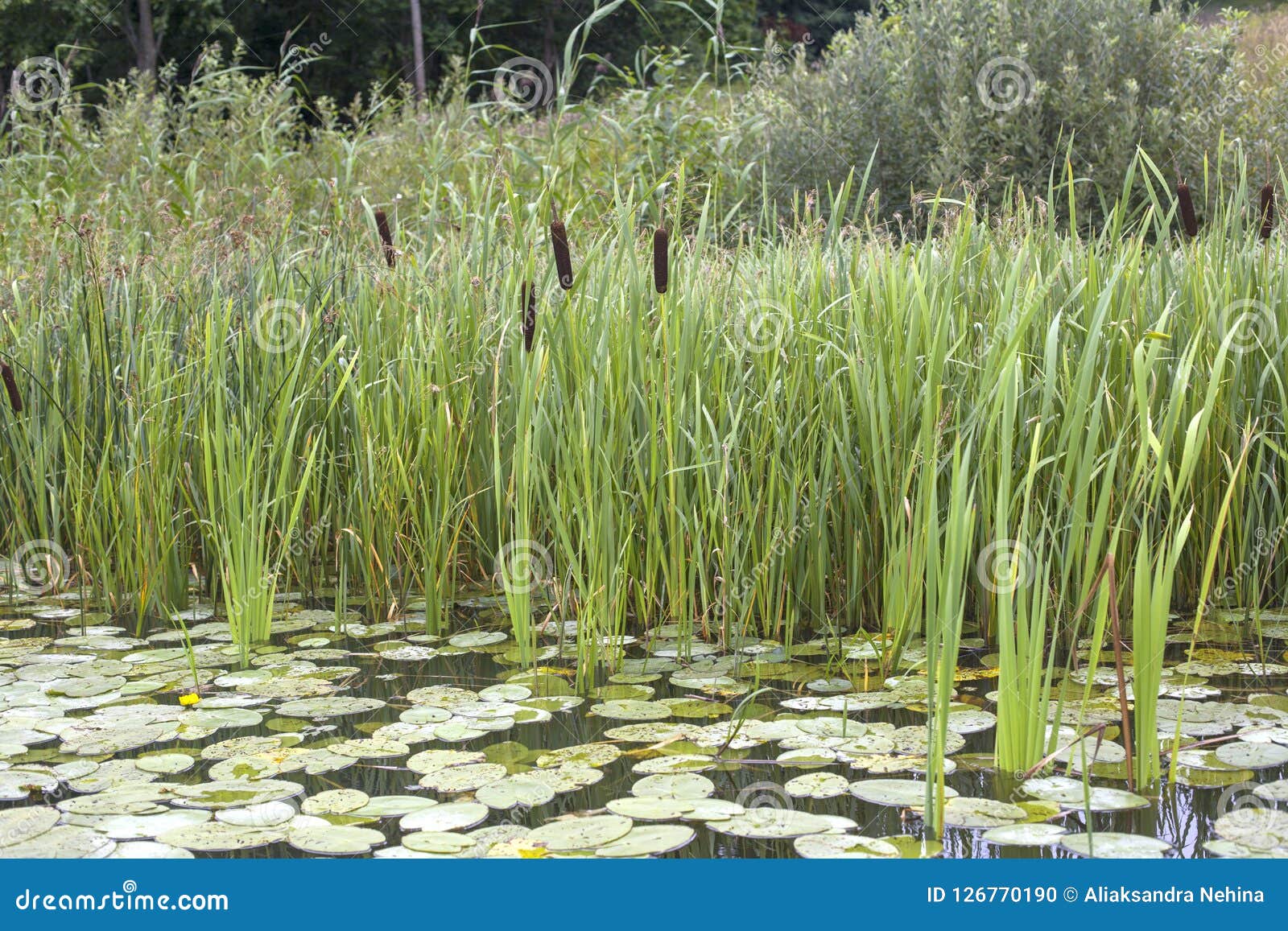 Beautiful Lake with Water Lilies and Reeds Stock Photo - Image of ...
