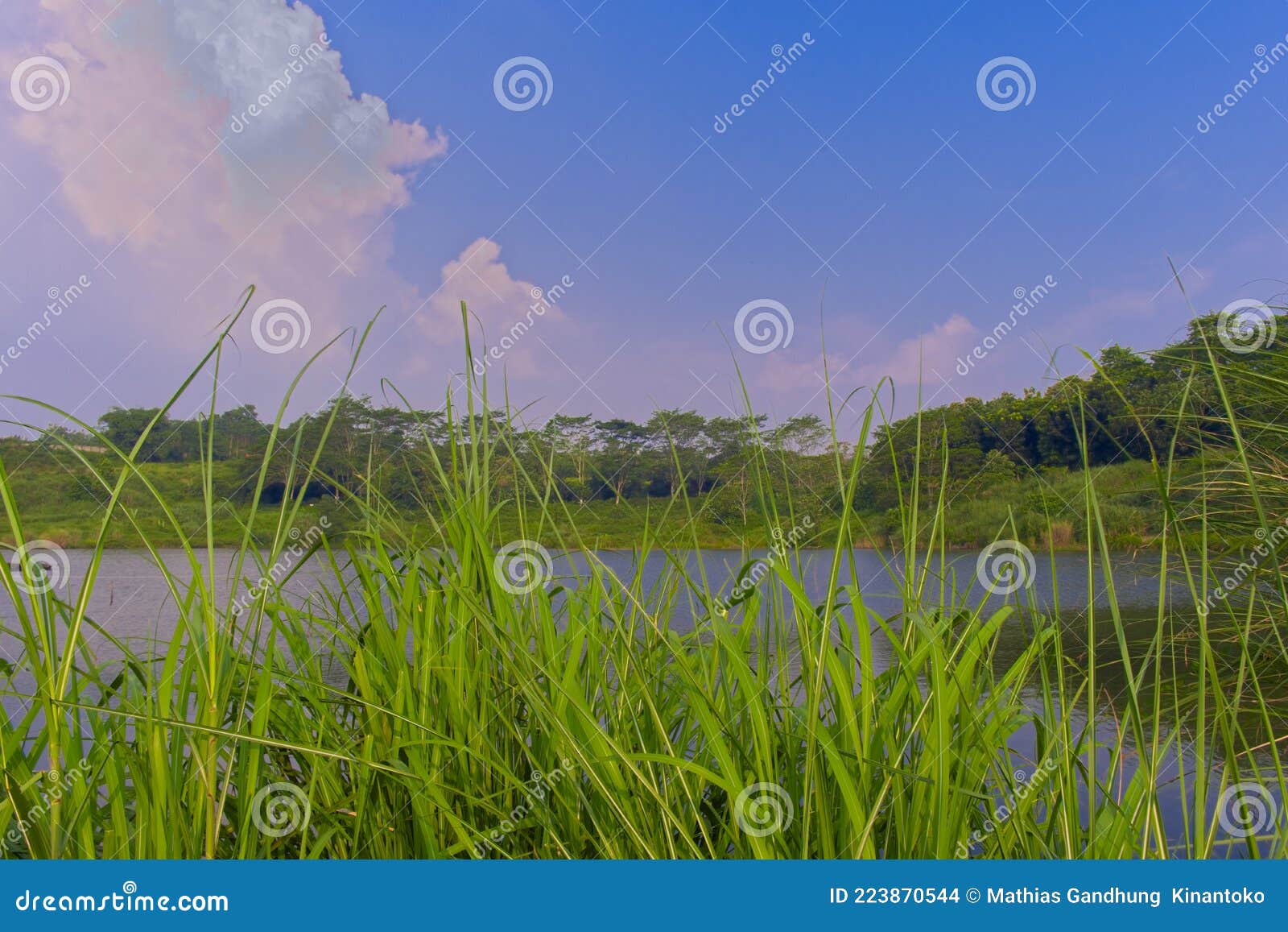 Beautiful Lakeside View with Green Grass Stock Photo - Image of edge ...