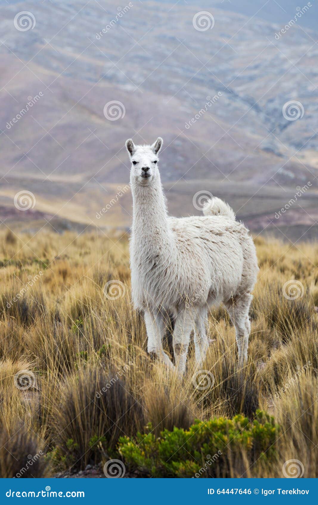 Beautiful lama stock photo. Image of domestic, mountain - 64447646