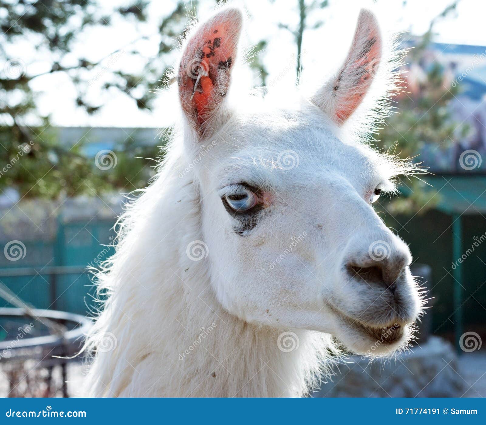 Beautiful lama portrait stock image. Image of knitting - 71774191