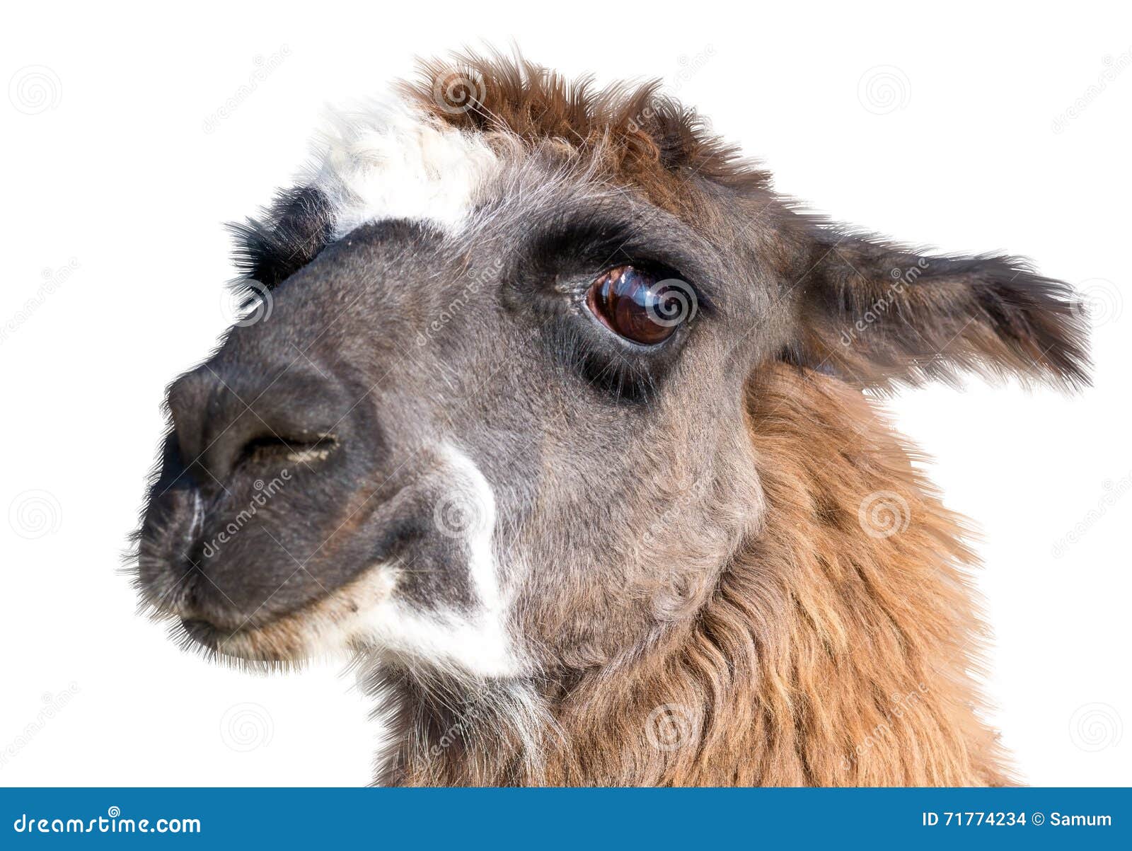 Beautiful lama portrait stock photo. Image of fuzzy, alpaca - 71774234