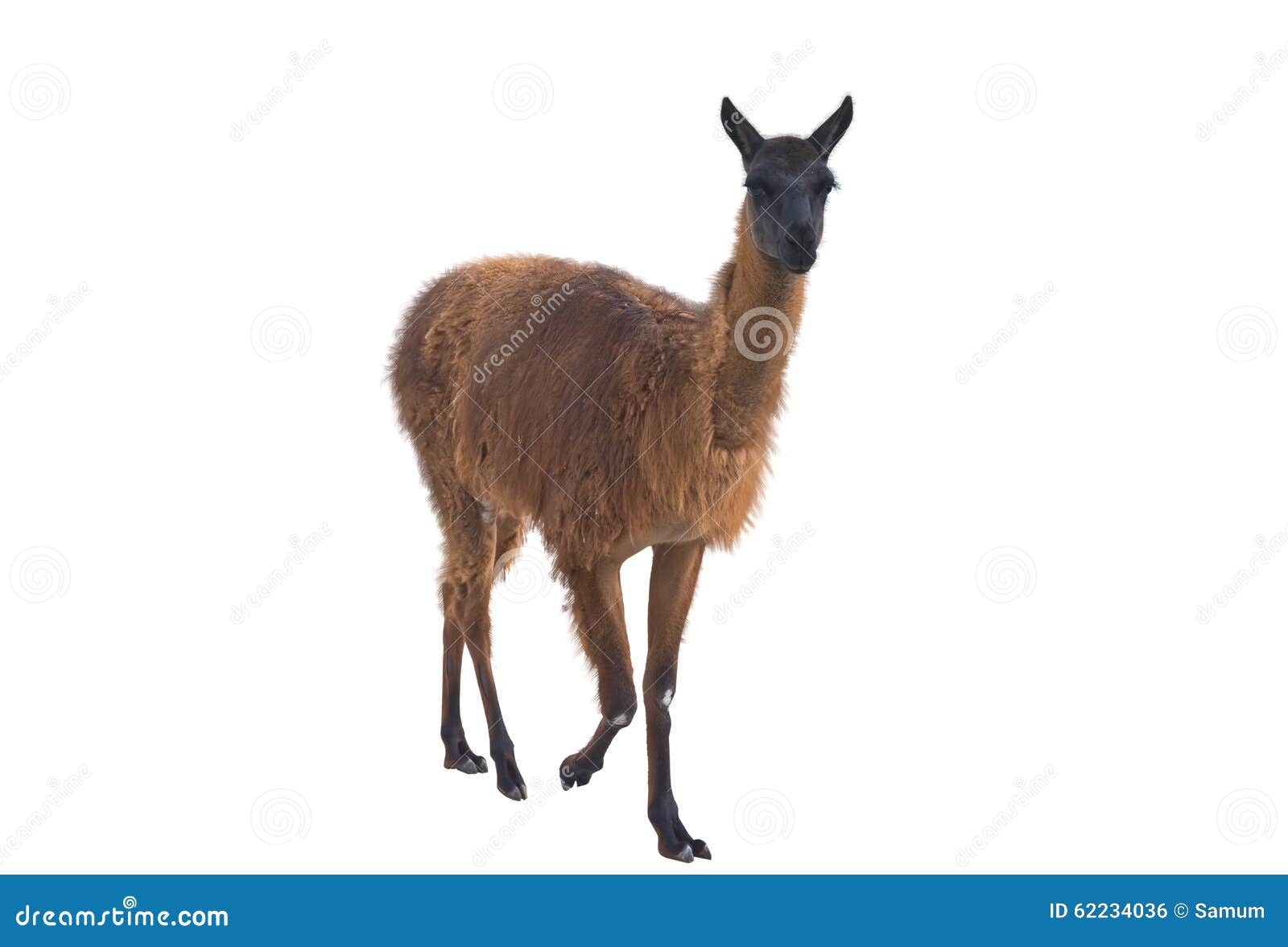 Lama - White And Fluffy Stock Image | CartoonDealer.com #78034063
