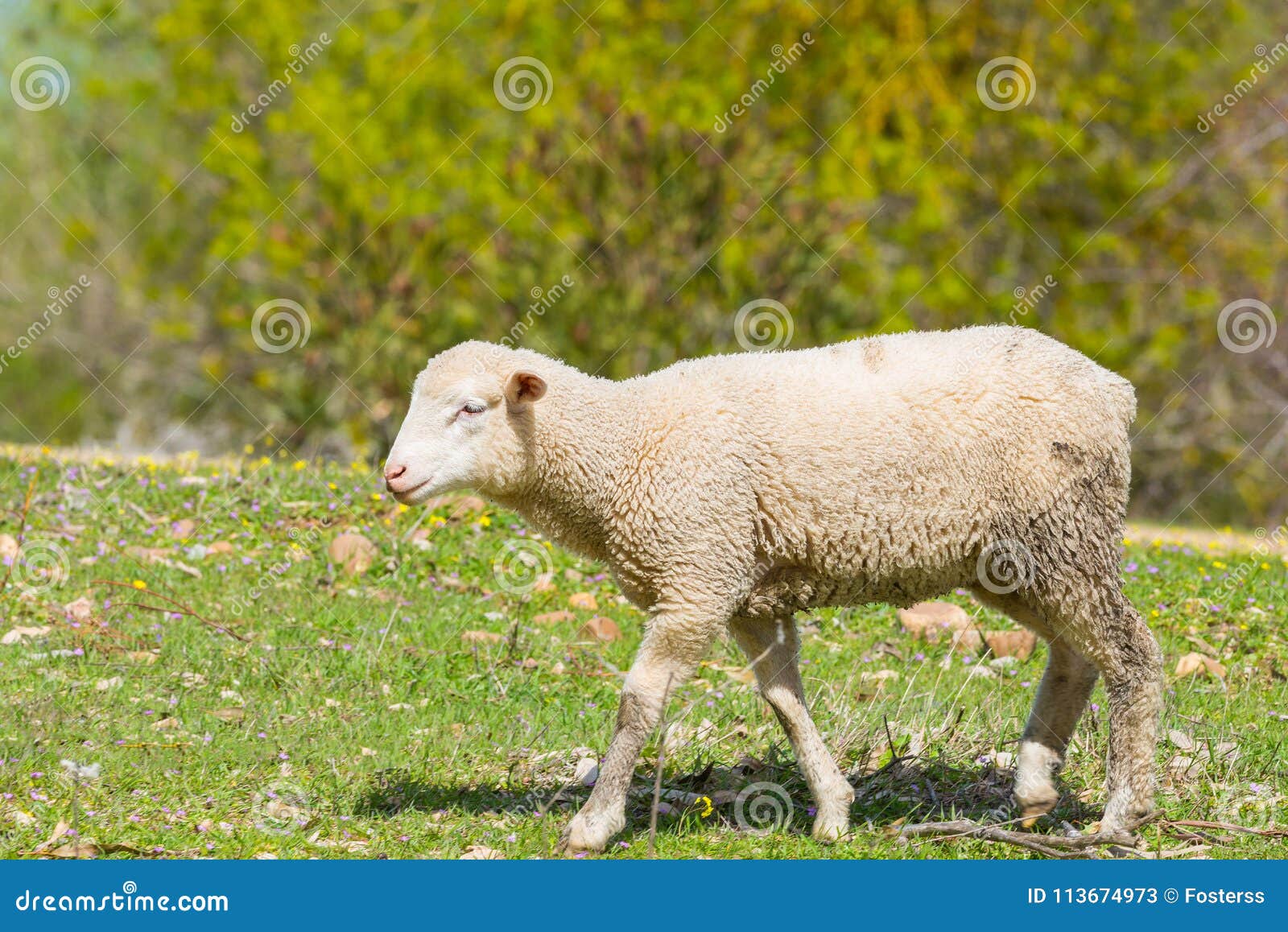 Beautiful lamb stock image. Image of field, farm, adorable - 113674973