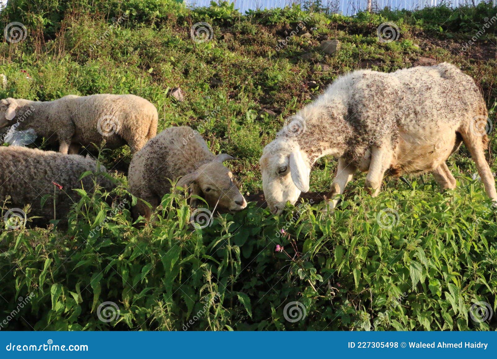 A Three Beautiful Lamb Eating Grass at the Hill Station Stock Photo ...