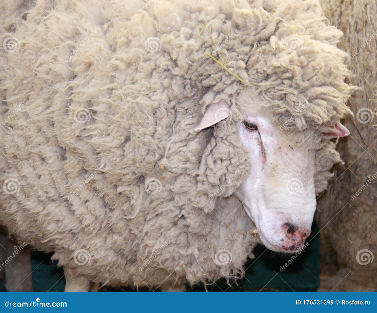 Beautiful lamb on the farm stock image. Image of look - 176531299