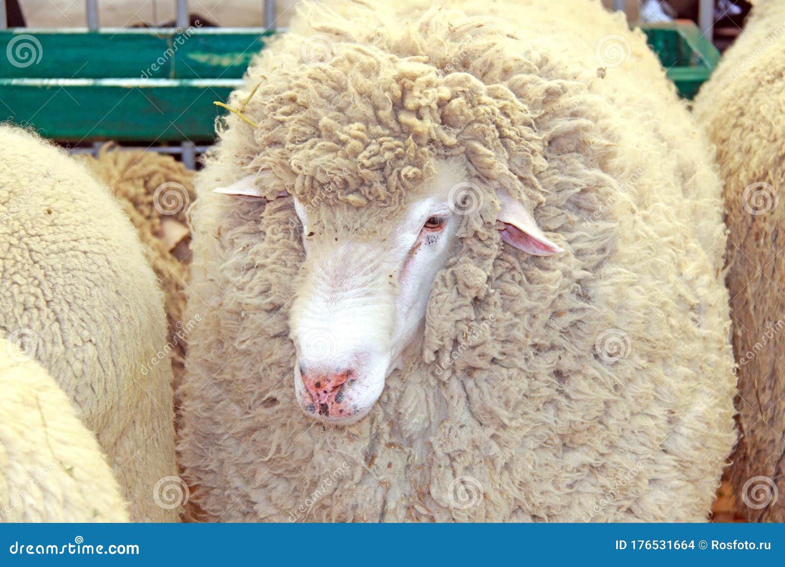 Beautiful lamb on the farm stock photo. Image of countryside - 176531664
