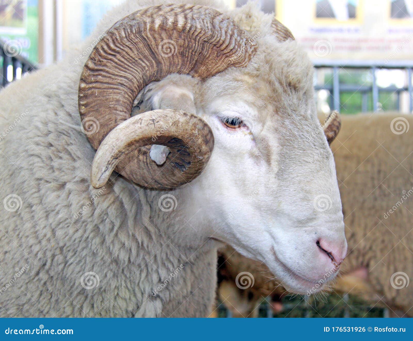 Beautiful lamb on the farm stock photo. Image of goat - 176531926