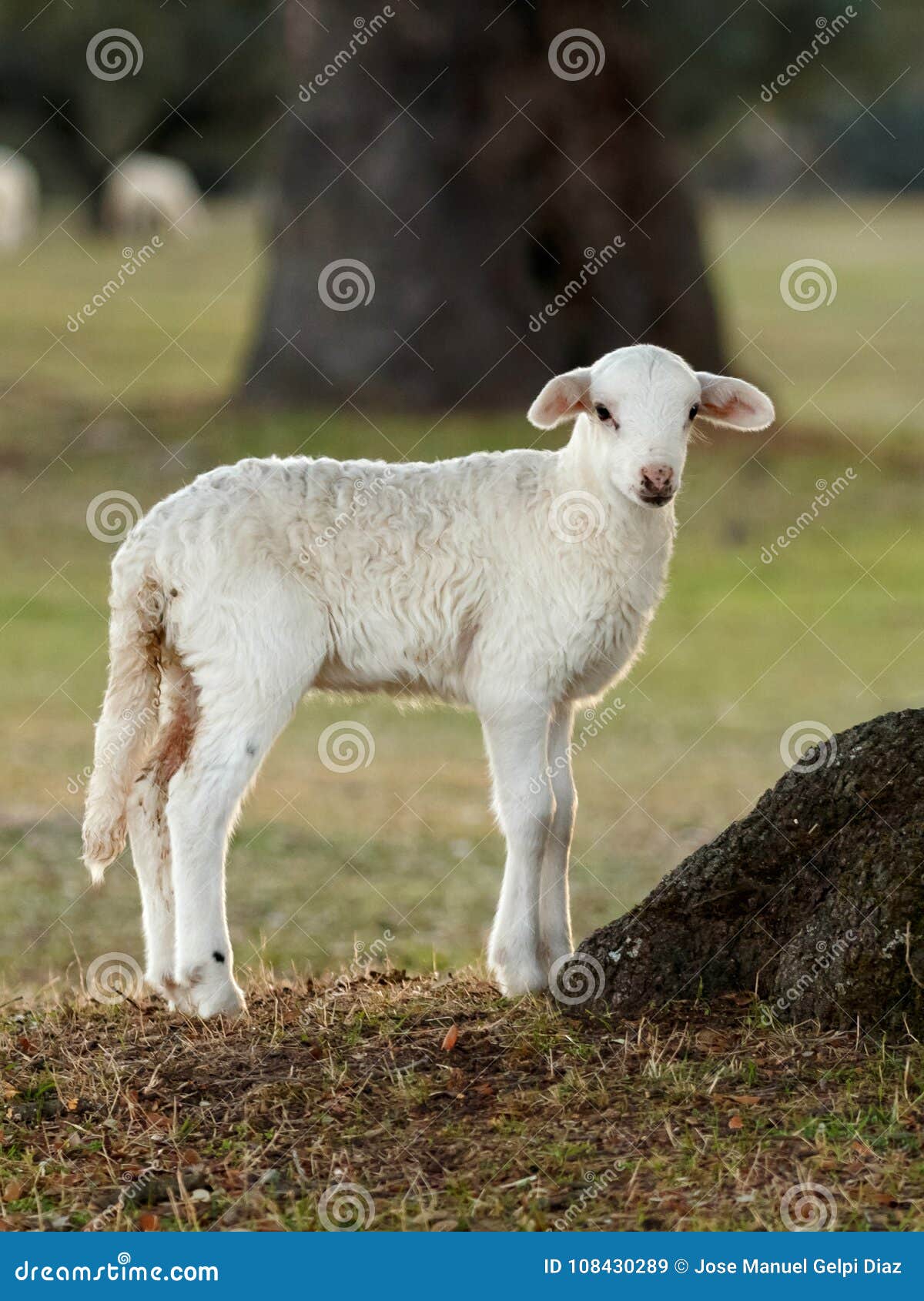 Beautiful Lamb in the Nature Stock Image - Image of countryside, animal ...