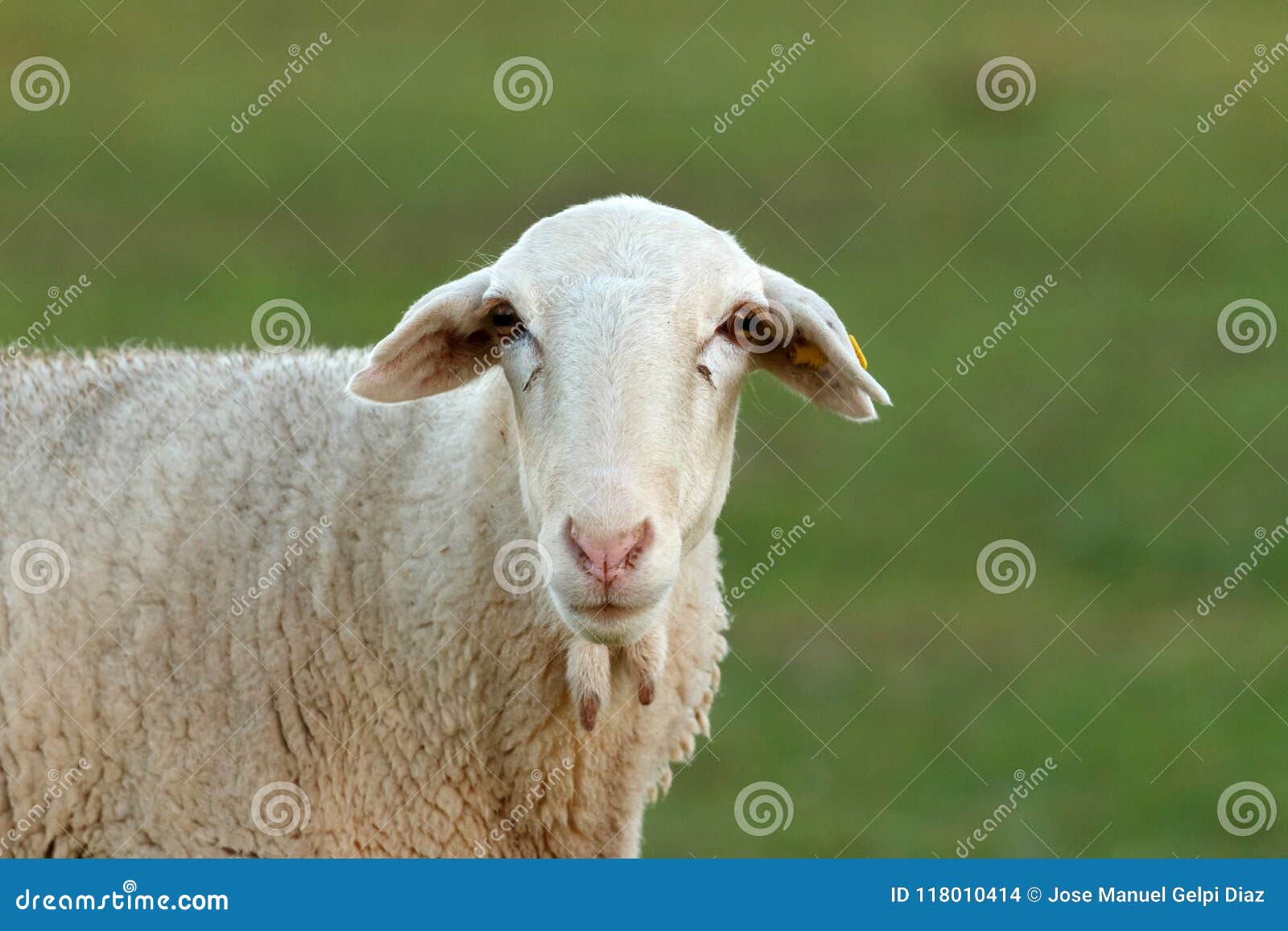 Beautiful Lamb in the Landscape Stock Photo - Image of farming, meadow ...