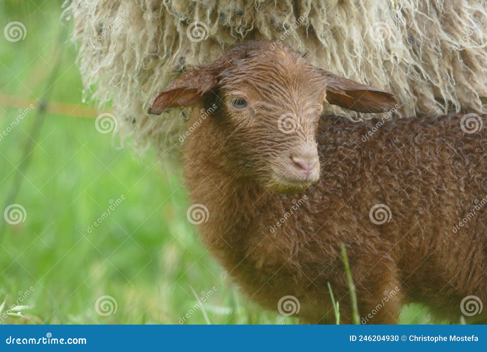 Beautiful Lamb stock photo. Image of lamb, cute, animal - 246204930