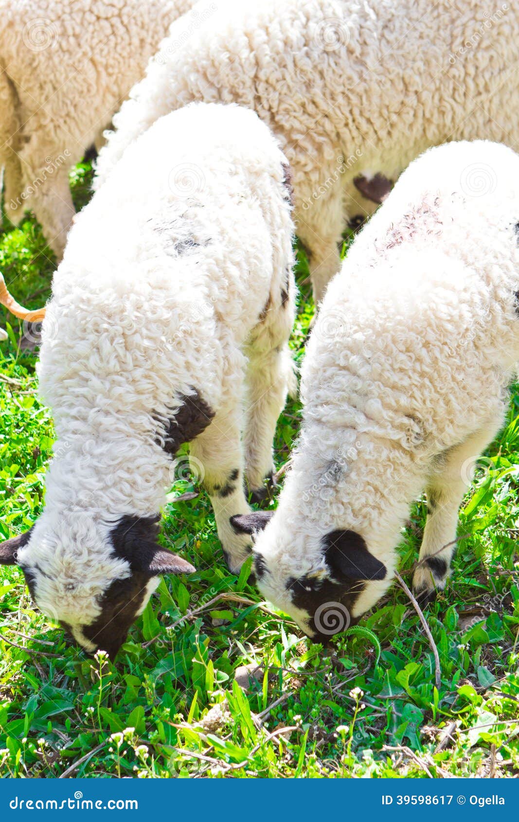 Beautiful lambs on field stock image. Image of livestock - 39598617
