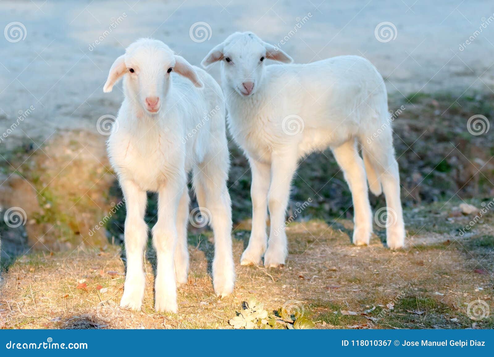 Beautiful Lamb in the Landscape Stock Image - Image of livestock ...