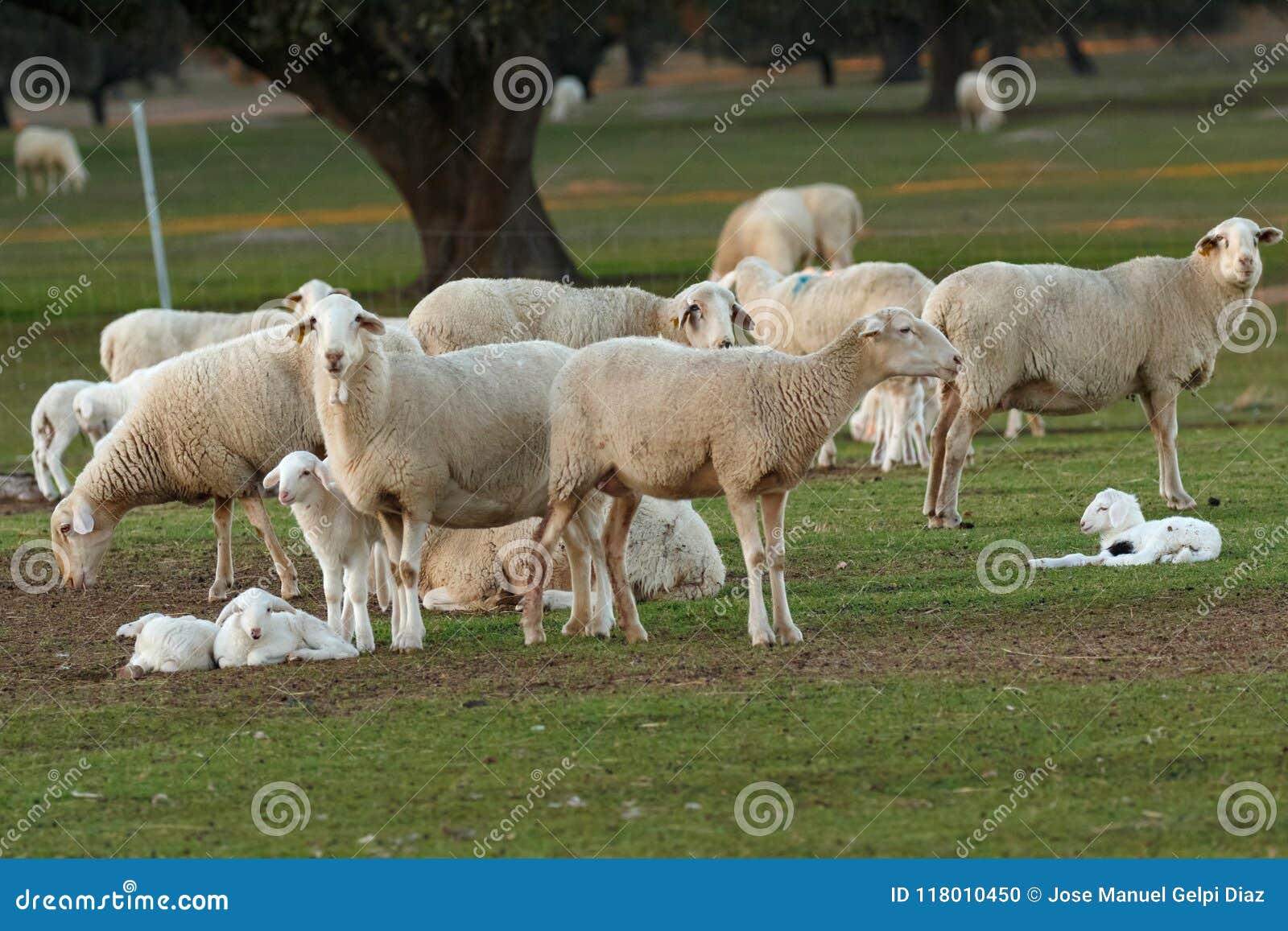 Beautiful lambs and sheeps stock photo. Image of grazing - 118010450