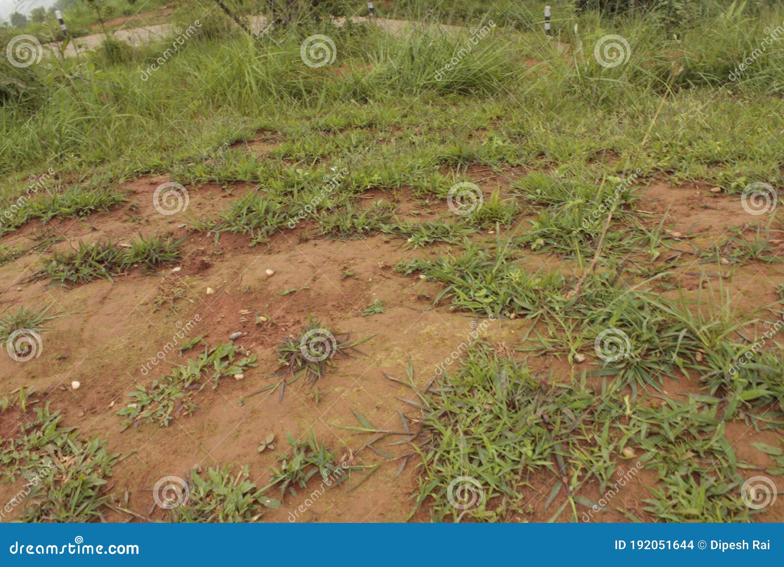 A Beautiful Land with Lots of Lots Grass on Its Surface Stock Photo ...